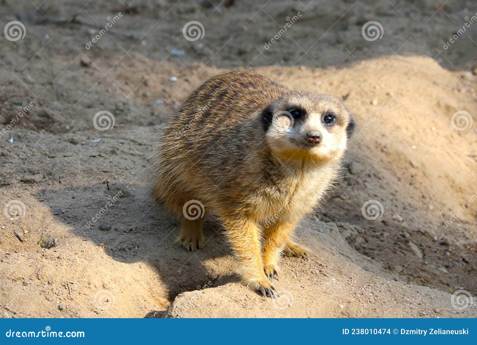 A Meerkat Sits on a Rock and Watches Intently. Stock Photo - Image of ...