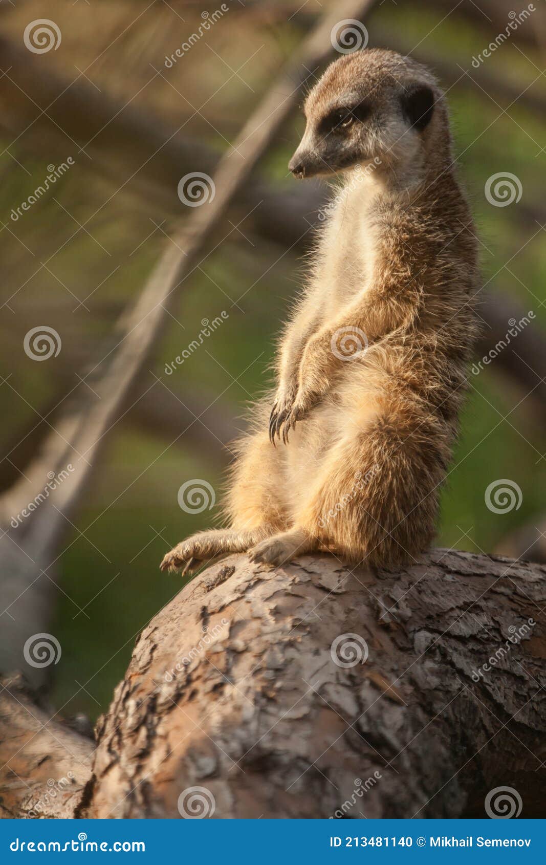 Meerkat Sits Sad on the Foam Stock Photo - Image of foam, sits: 213481140