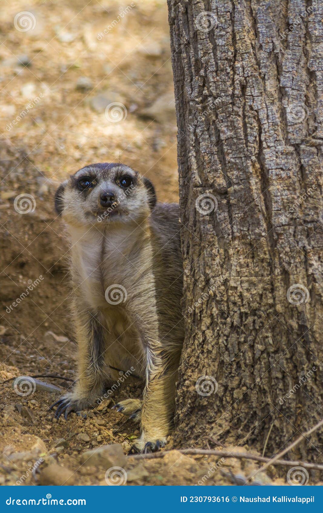 Meerkat close up stock photo. Image of eyes, side, guard - 230793616