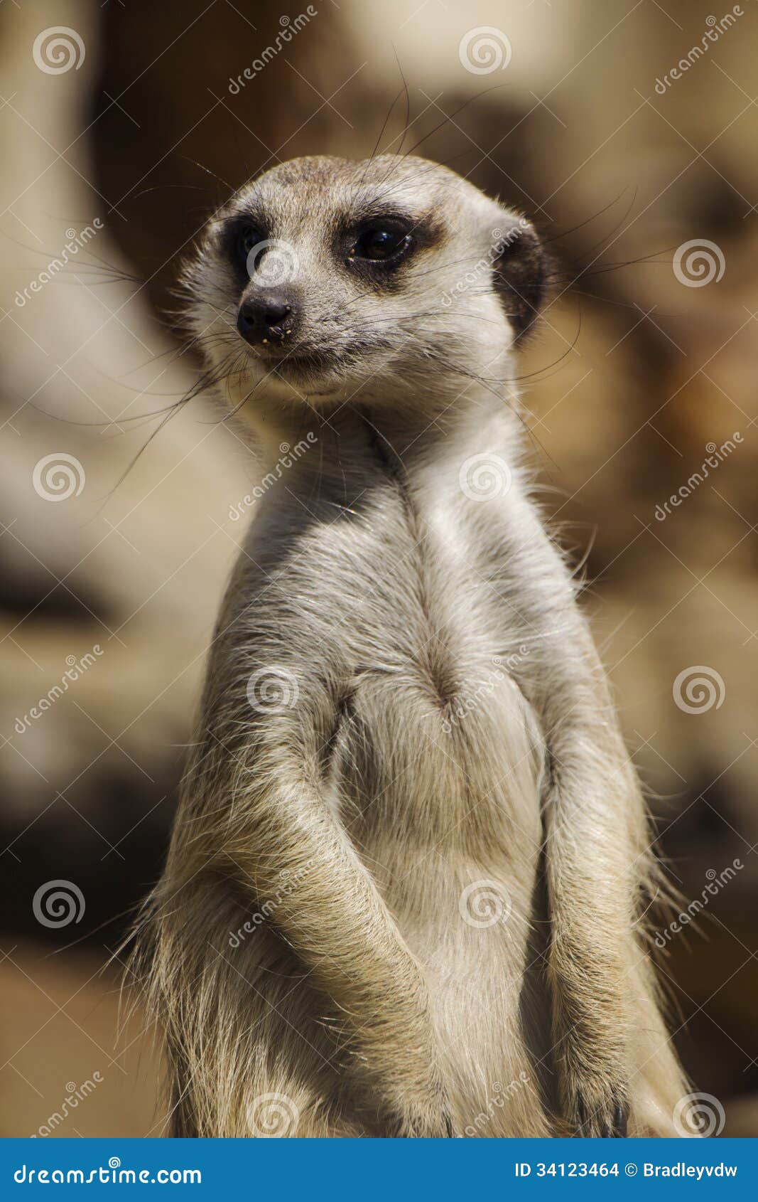 Meerkat Sitting Portrait 2 stock photo. Image of stand - 34123464