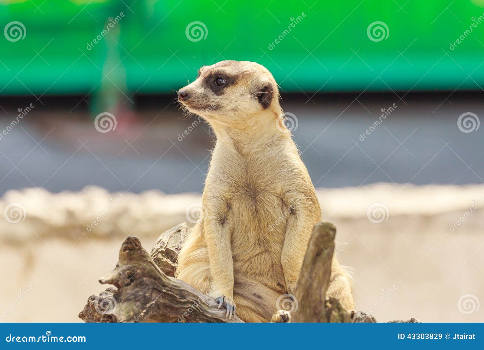 Meerkat sitting. stock image. Image of outdoors, looking - 43303829