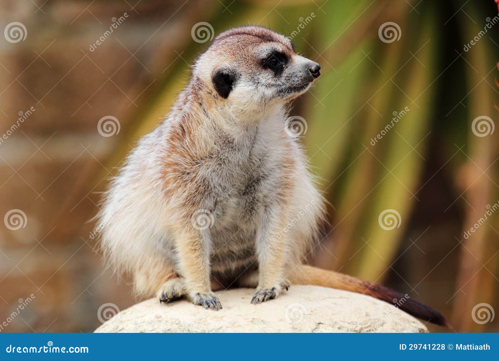 A meerkat looking around stock photo. Image of african - 29741228