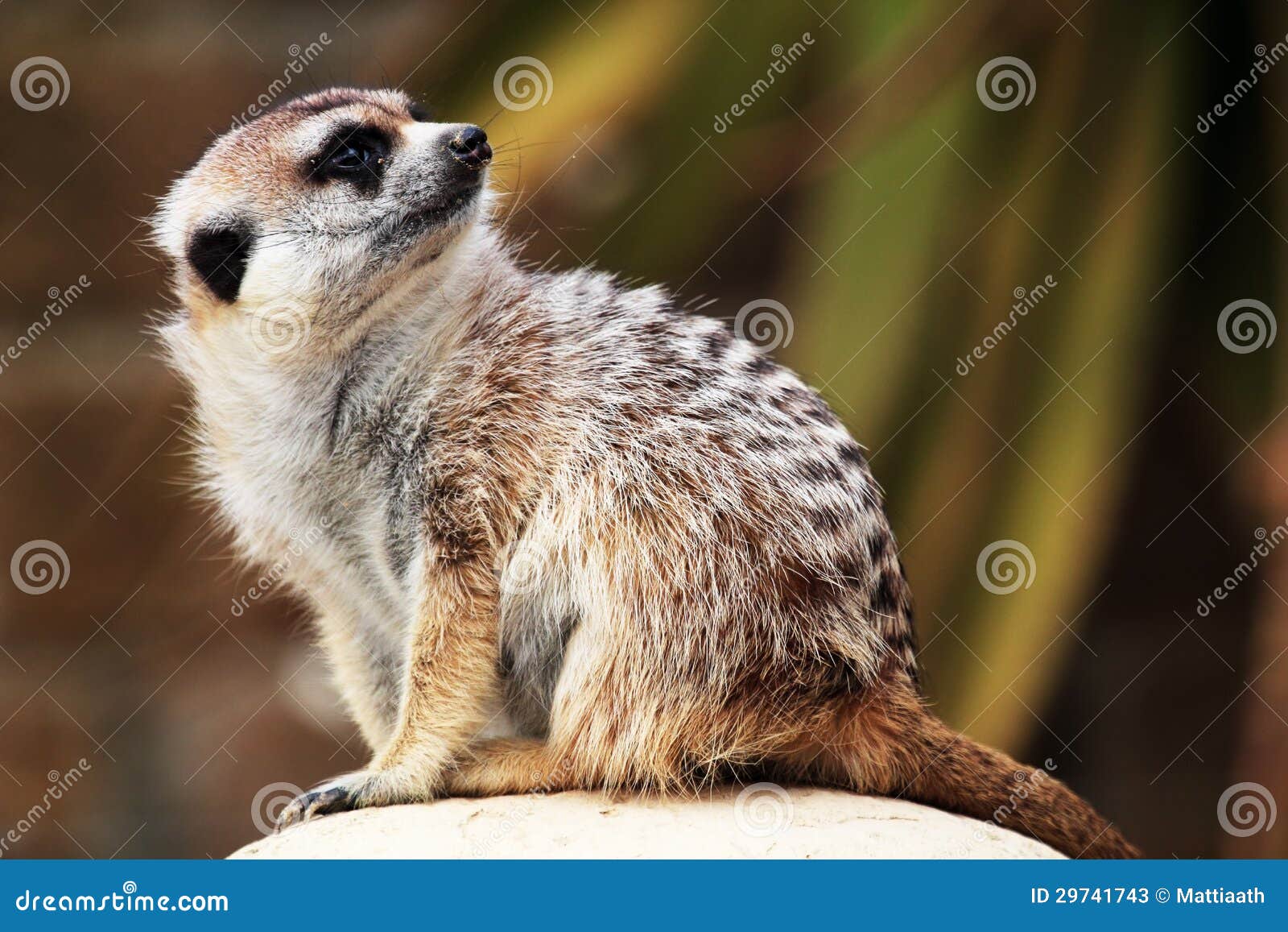 A meerkat looking around stock image. Image of namibia - 29741743