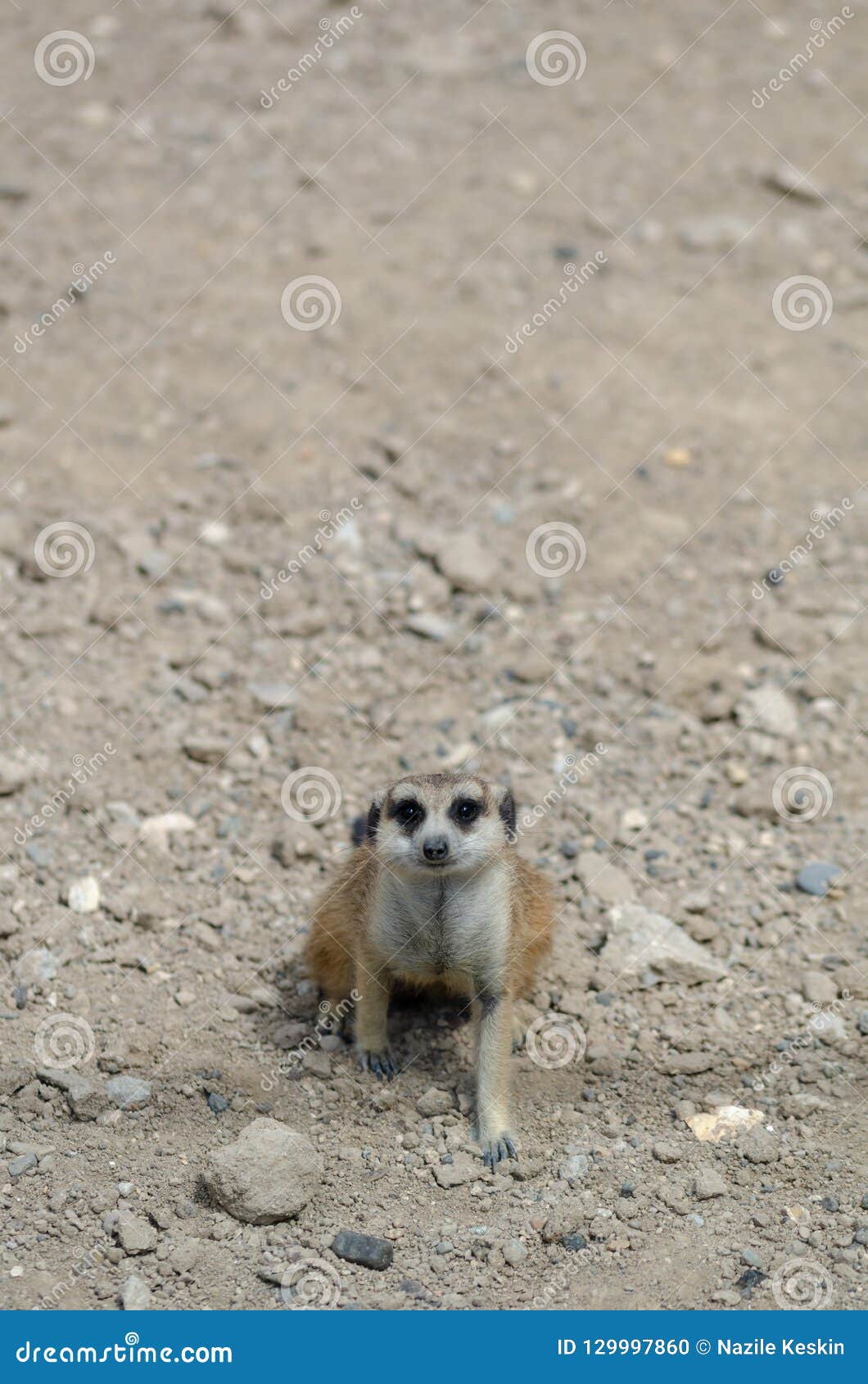 Meerkat Sitting on the Sand. Stock Photo - Image of bored, animal ...