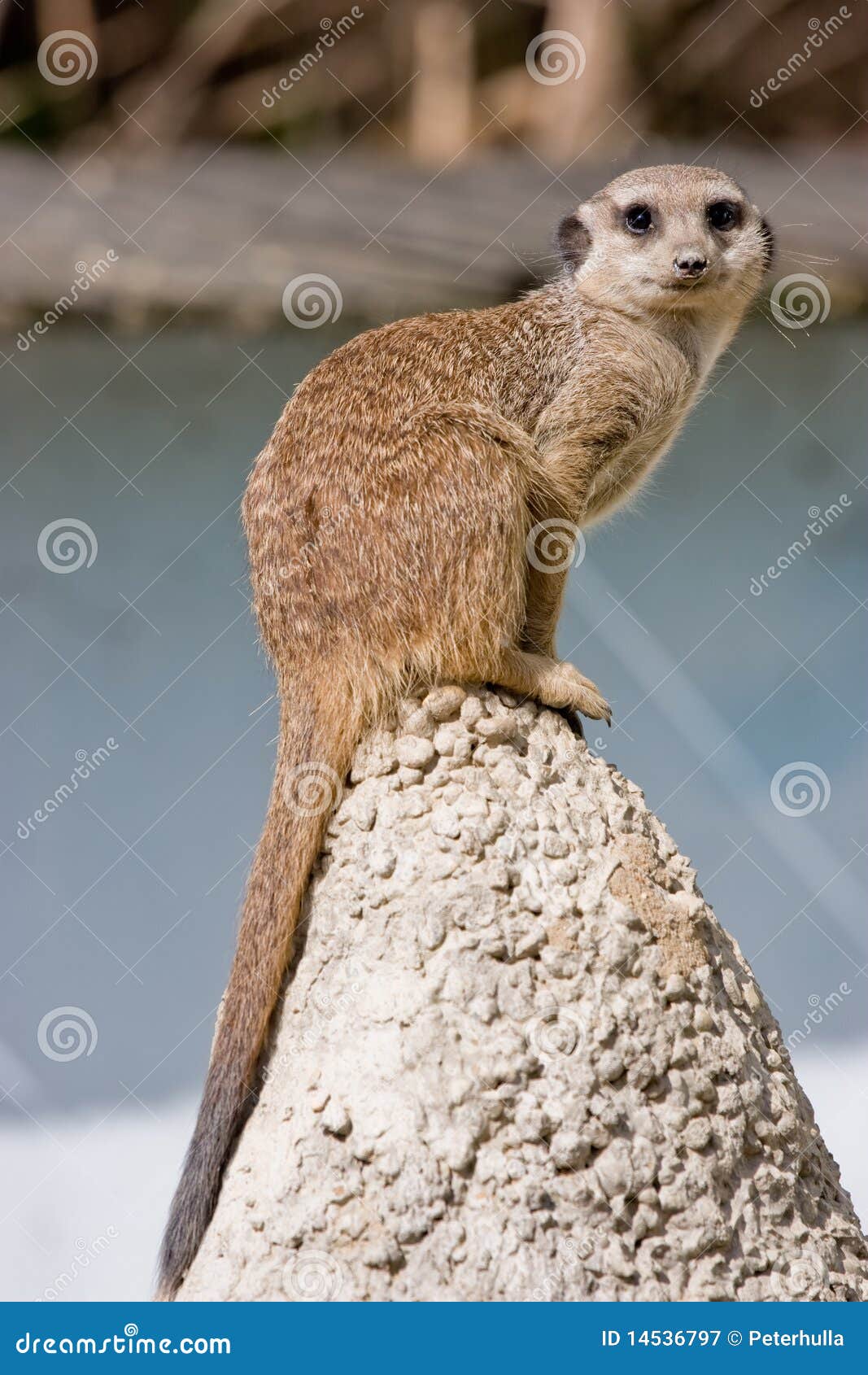 Meerkat sitting on stone stock image. Image of cute, desert - 14536797