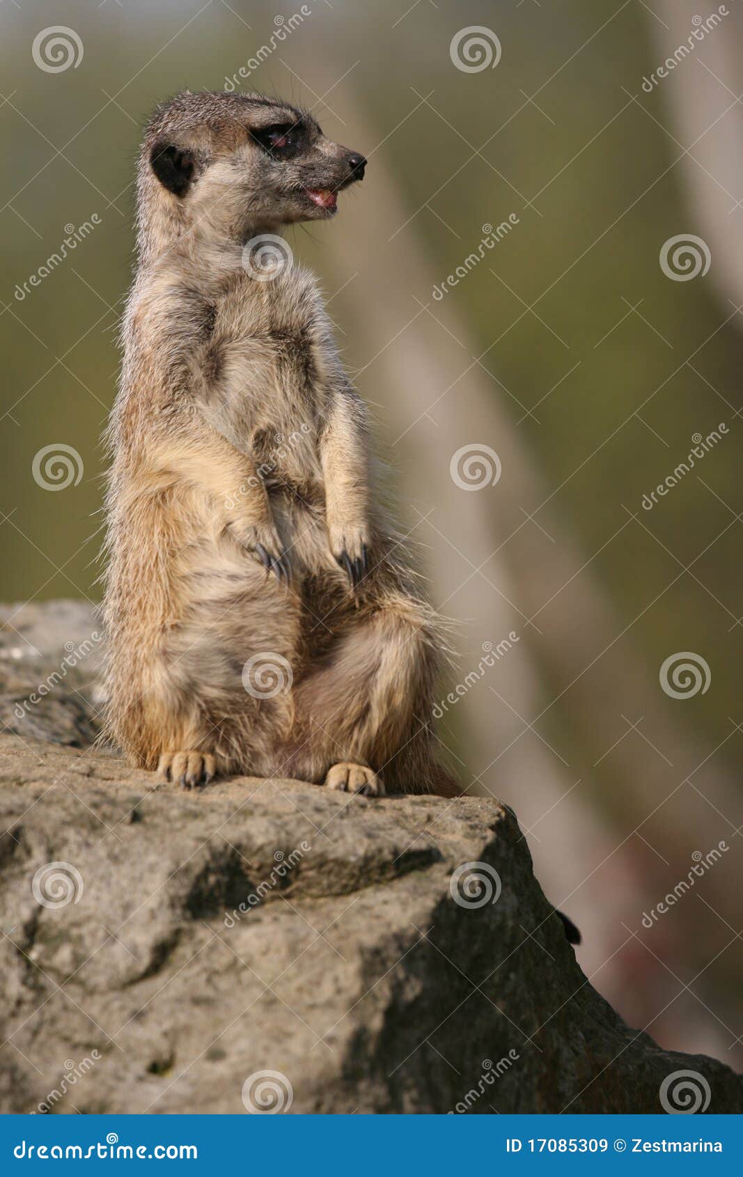 Meerkat Sitting on the Stone Stock Image - Image of mammal, legs: 17085309