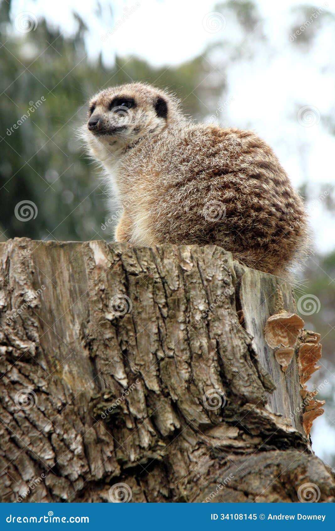 Meerkat stock image. Image of lookout, ecology, halls - 34108145