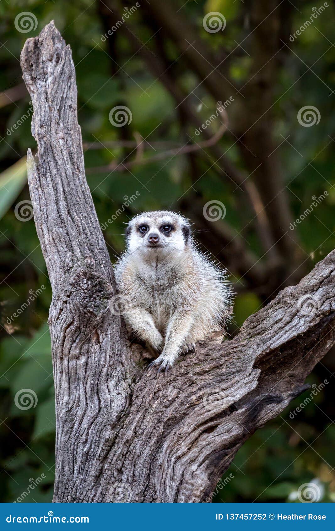 Meerkat sitting in a tree stock photo. Image of wildlife - 137457252