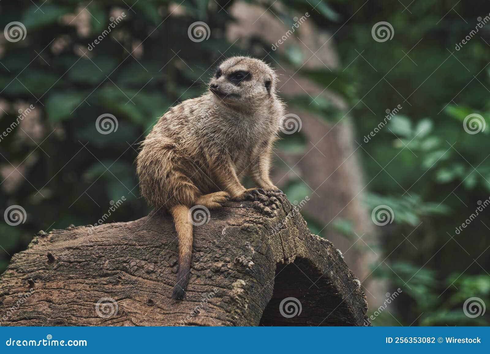 Meerkat Sitting on a Tree Trunk in a Zoo Stock Photo - Image of focus ...