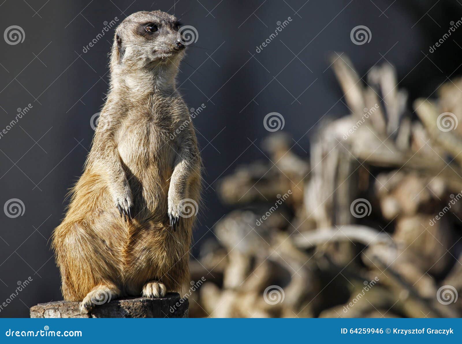 Meerkat stock photo. Image of cute, playful, lovely, kalahari - 64259946