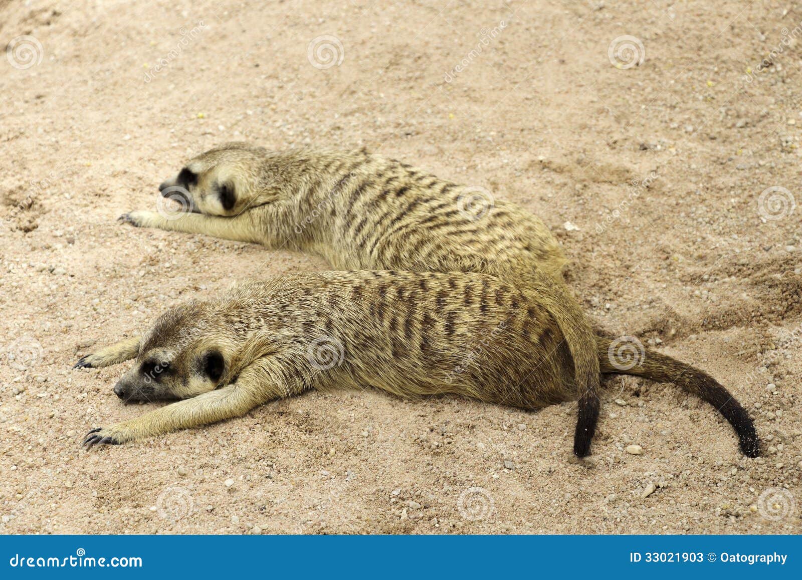 Meerkat sleep stock image. Image of sleepy, nature, africa - 33021903