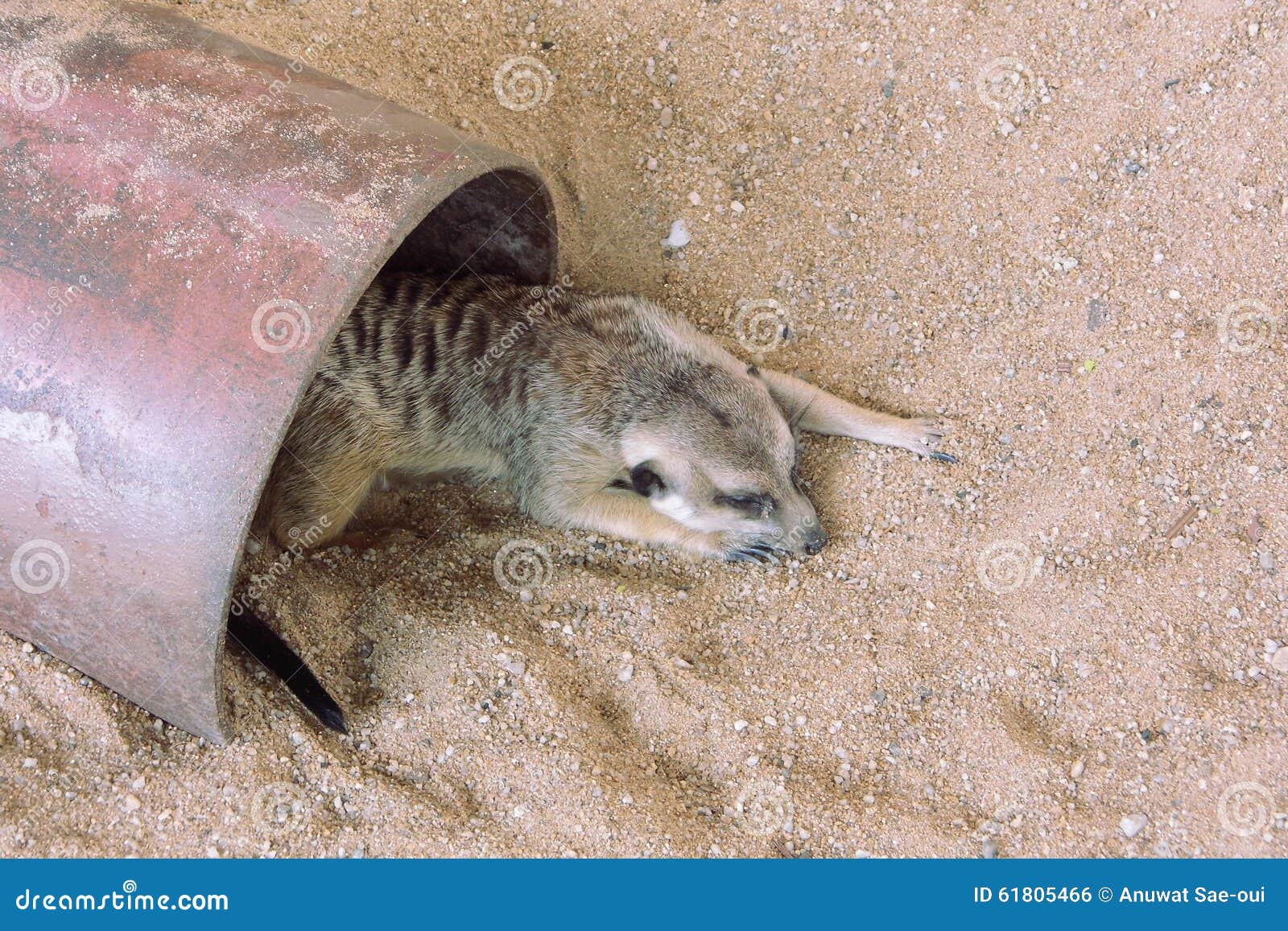 Meerkat stock photo. Image of wildlife, sleeping, nature - 61805466