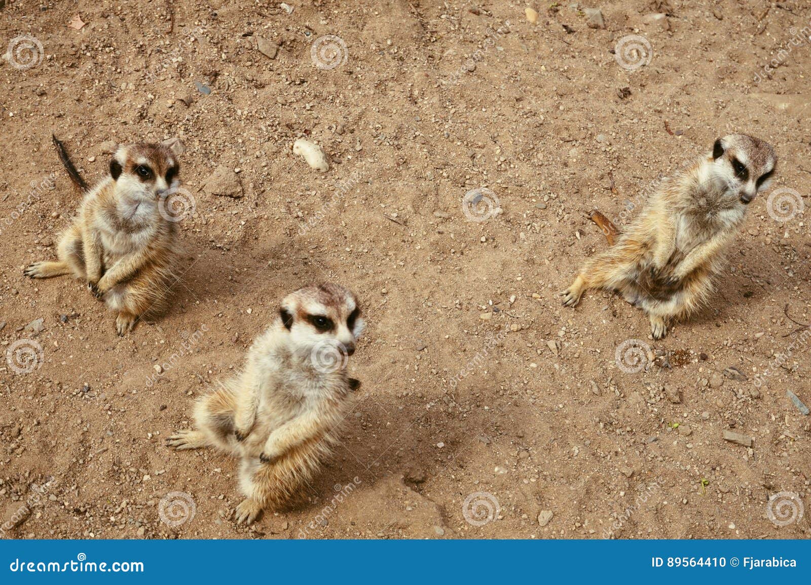 Meerkat stock photo. Image of playful, striped, mountainous - 89564410