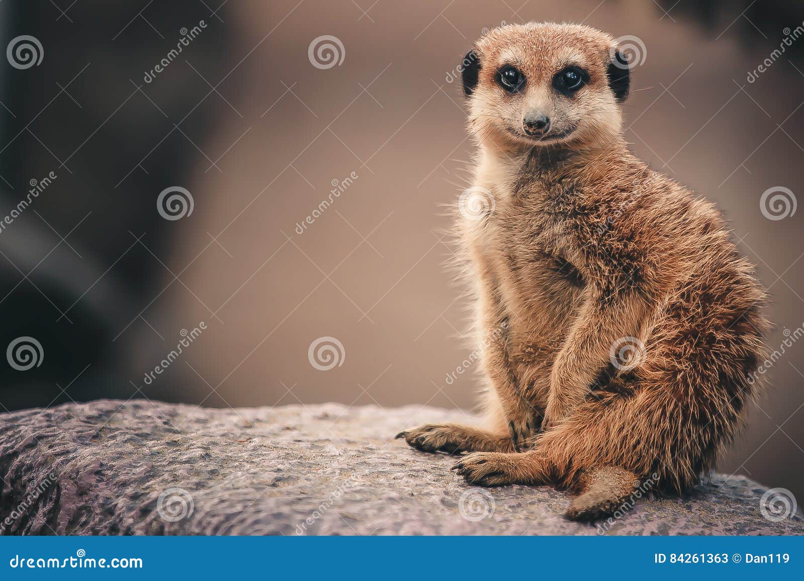 Meerkat stock image. Image of view, small, gnawer, wild - 84261363