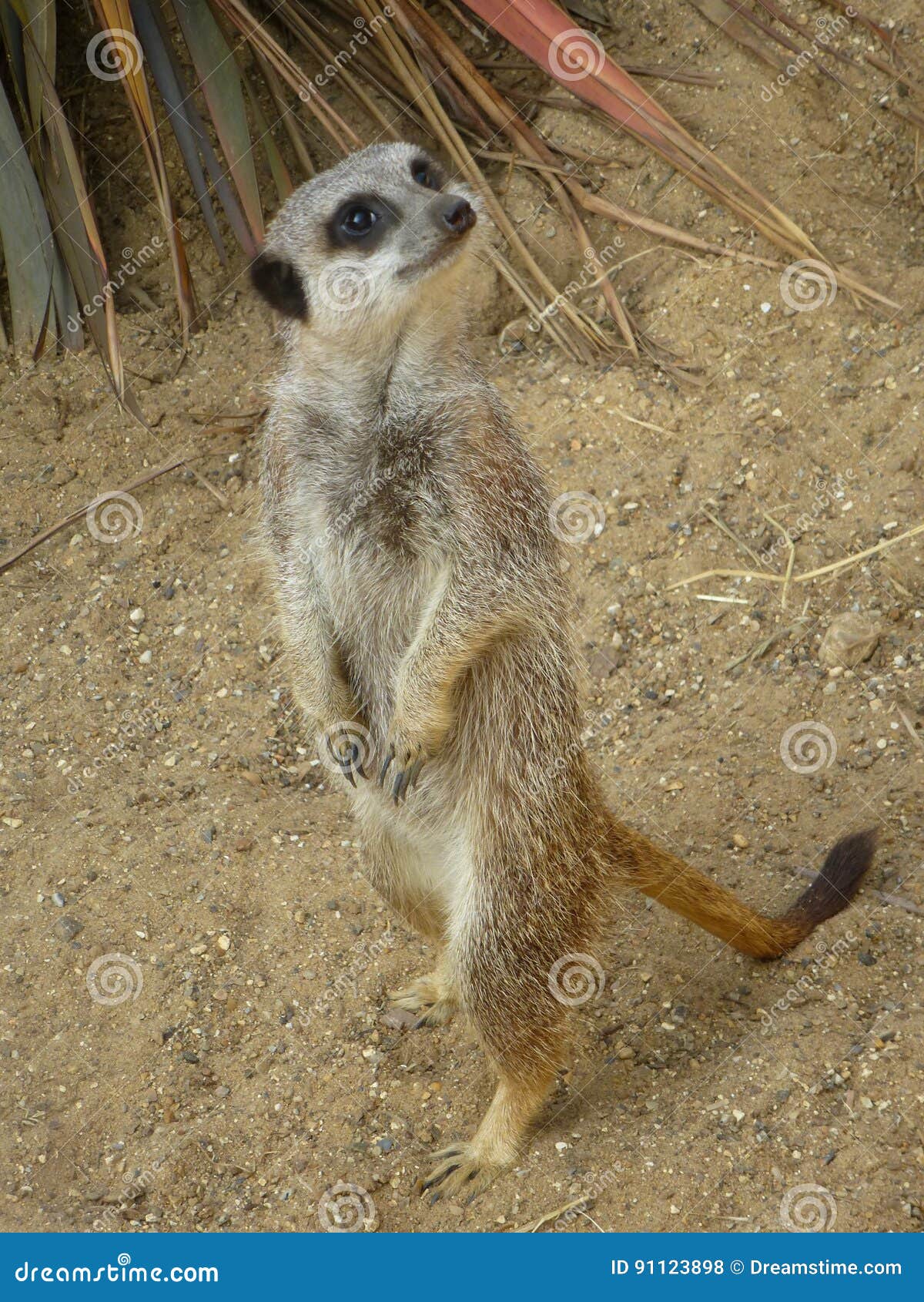 Meerkat stock photo. Image of small, meerkats, meerkat - 91123898