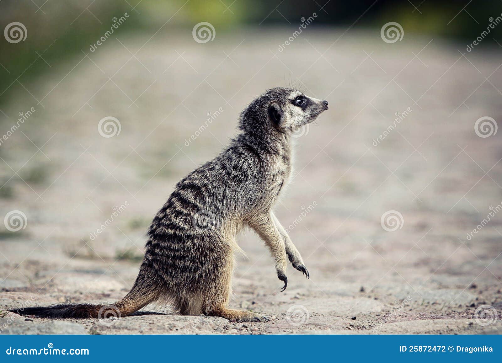 Meerkat stand stock photo. Image of grass, stand, rock - 25872472