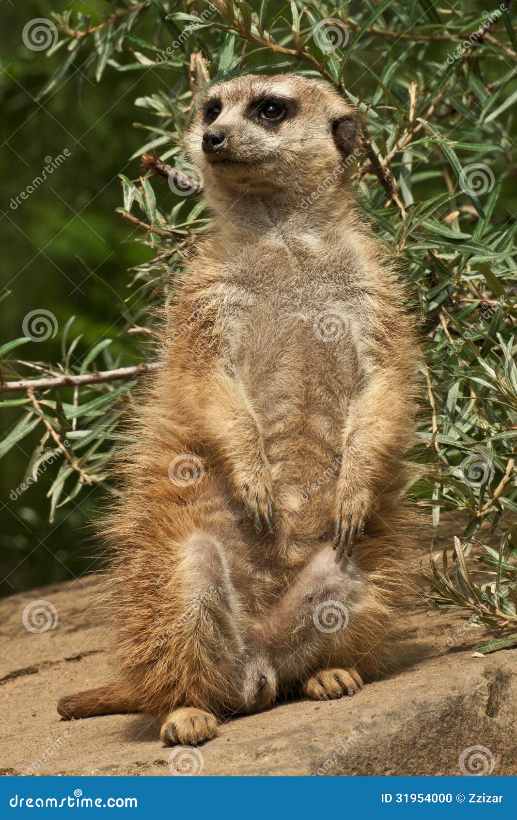 Meerkat stand guard stock photo. Image of meerkat, watching - 31954000