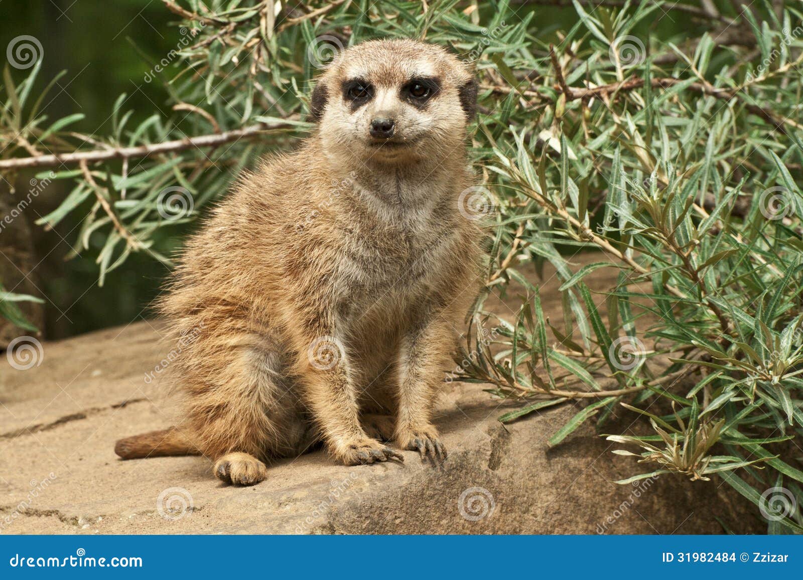 Meerkat stand guard stock photo. Image of suricata, viverridae - 31982484