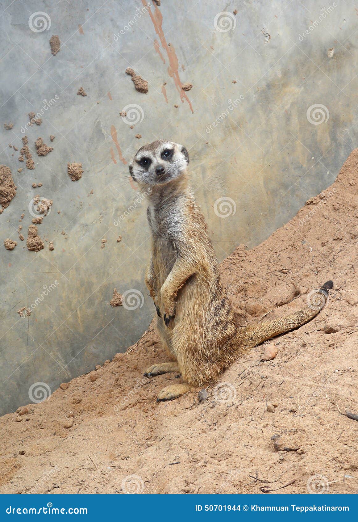 Meerkat stand and looking stock photo. Image of meerkat - 50701944