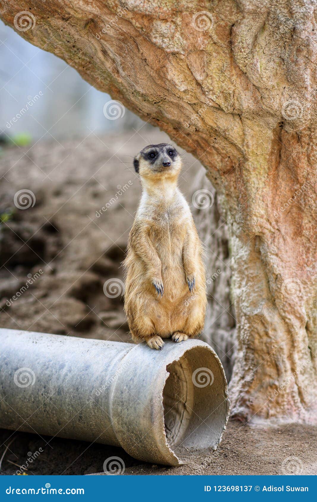 A meerkat stand 3 stock image. Image of looking, wild - 123698137