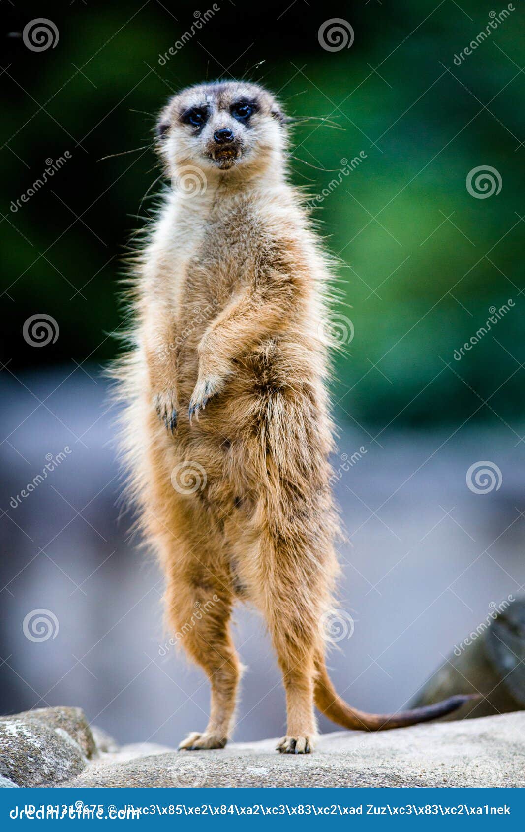 Meerkat on a stand in park stock image. Image of standing - 191314675