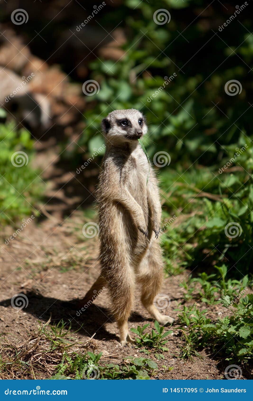 Meerkat standing stock image. Image of upright, meerkat - 14517095