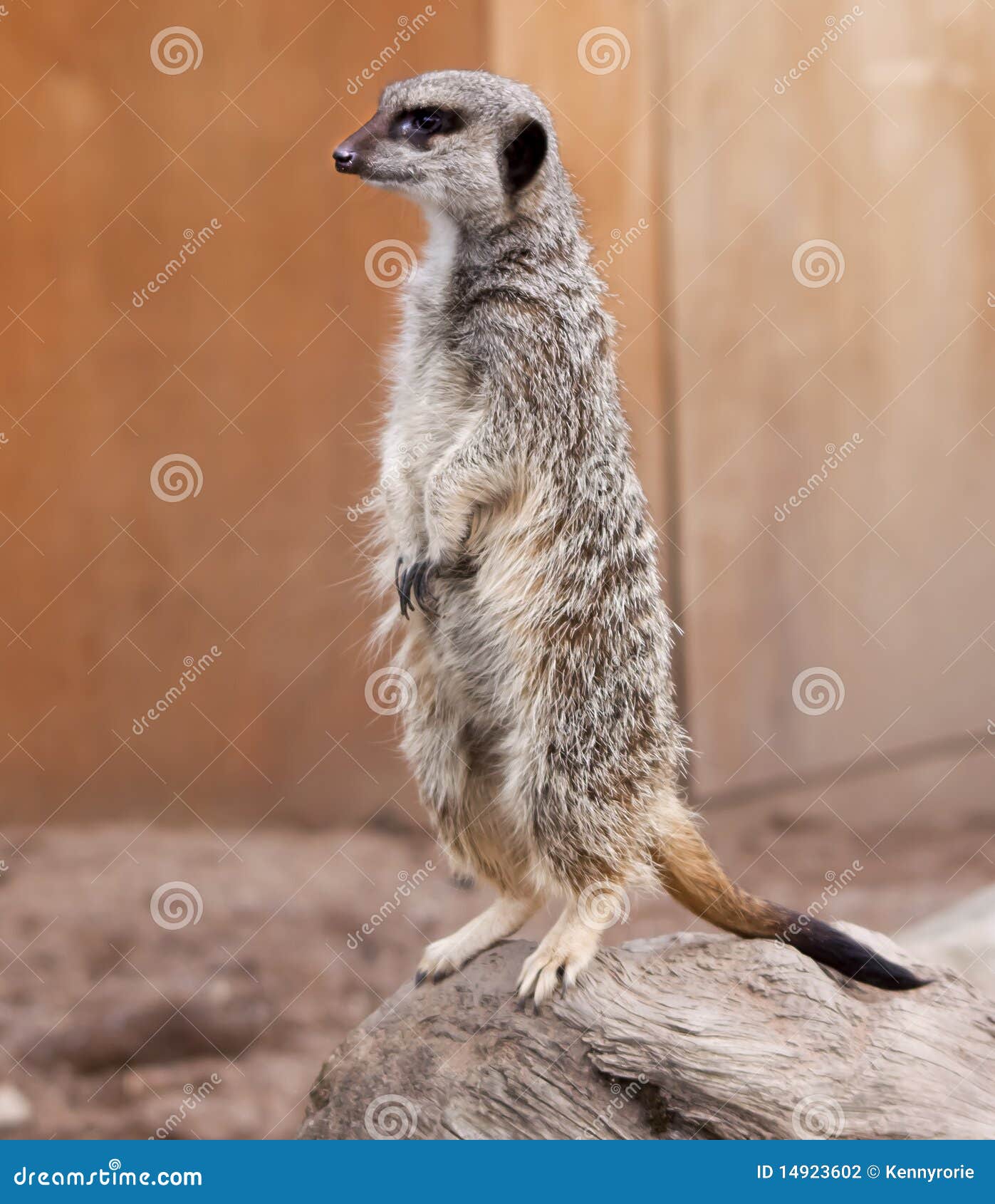 Meerkat standing stock photo. Image of standing, watch - 14923602