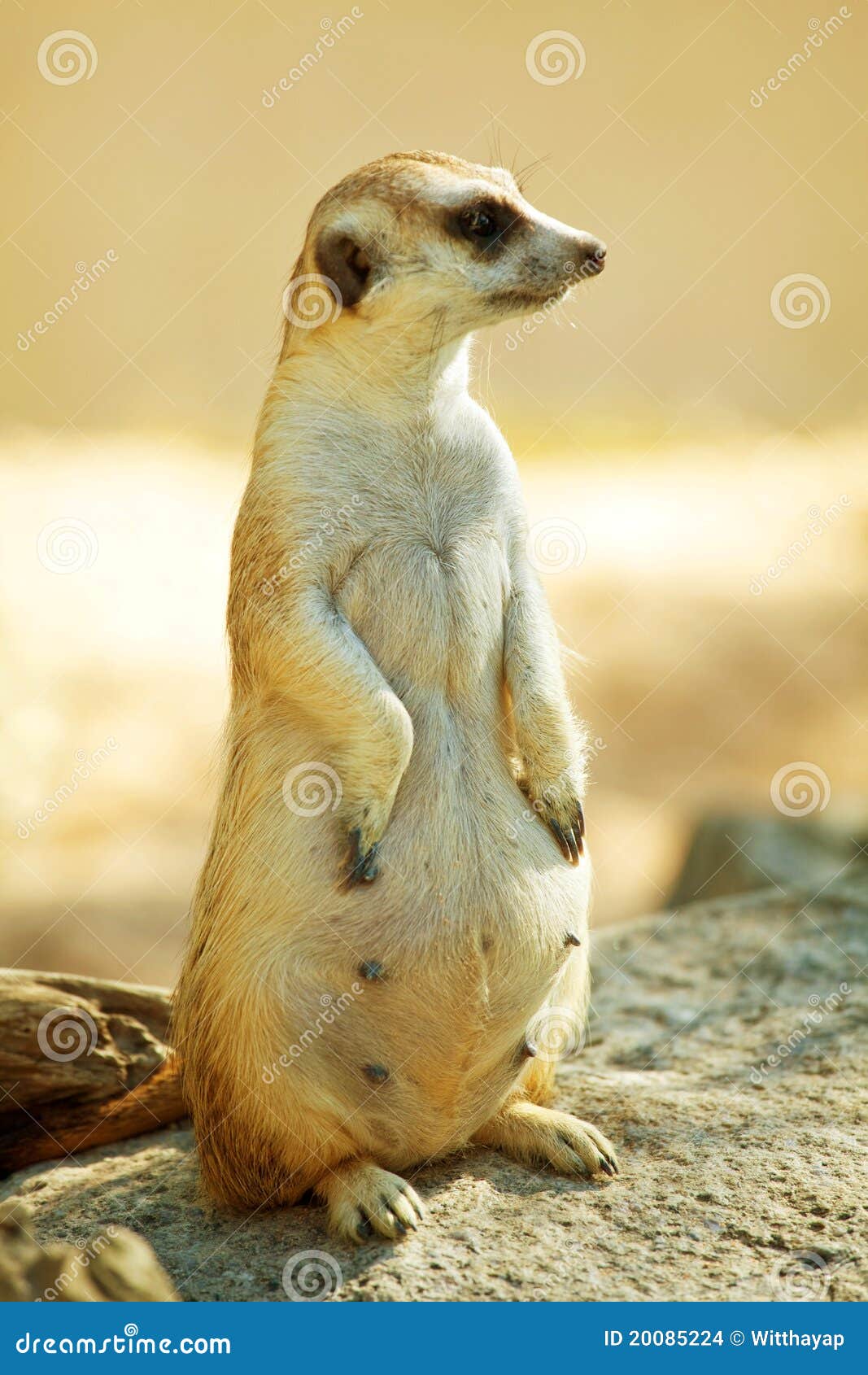 Meerkat standing stock photo. Image of ecology, lookout - 20085224