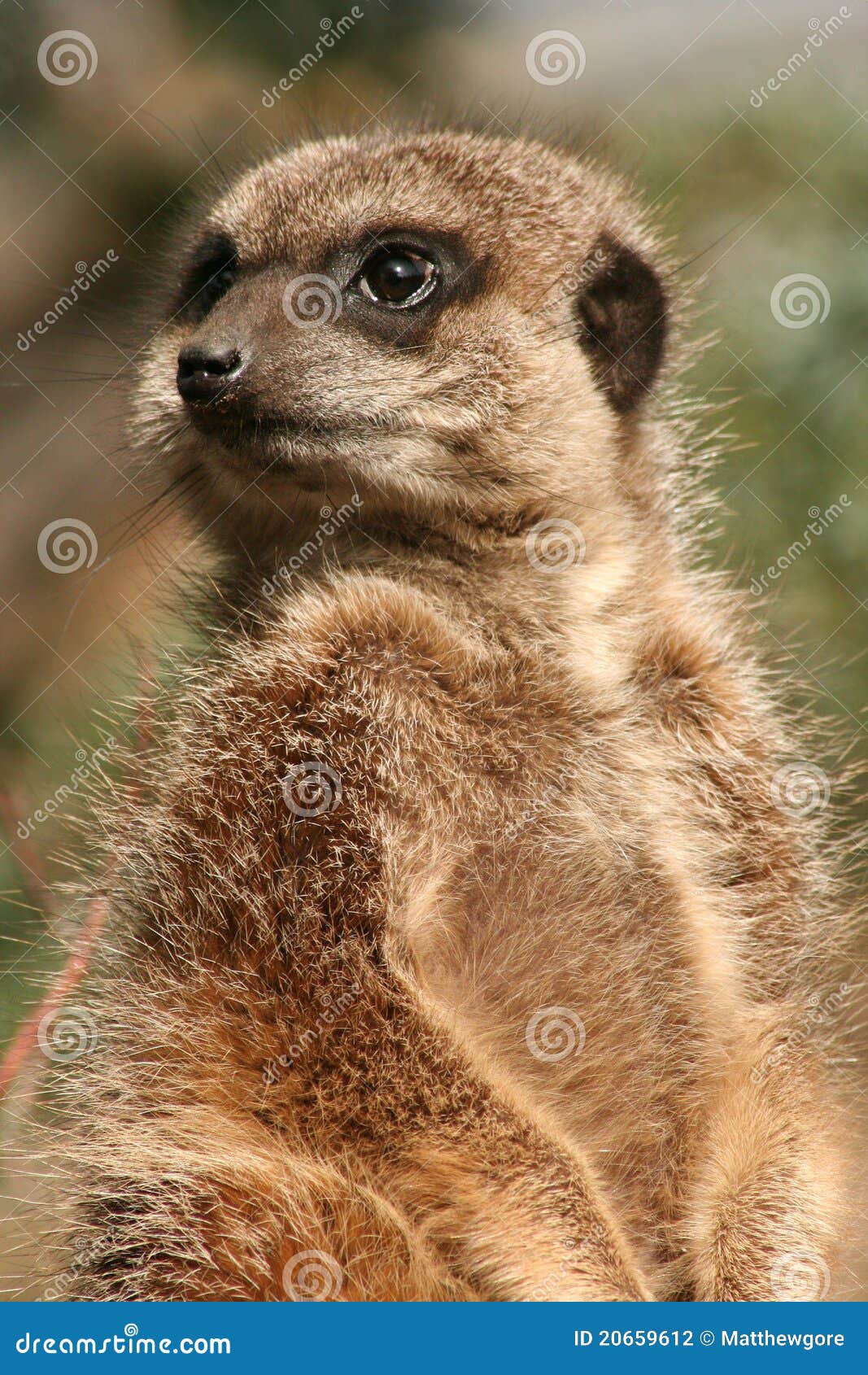 Meerkat standing stock photo. Image of small, vertical - 20659612