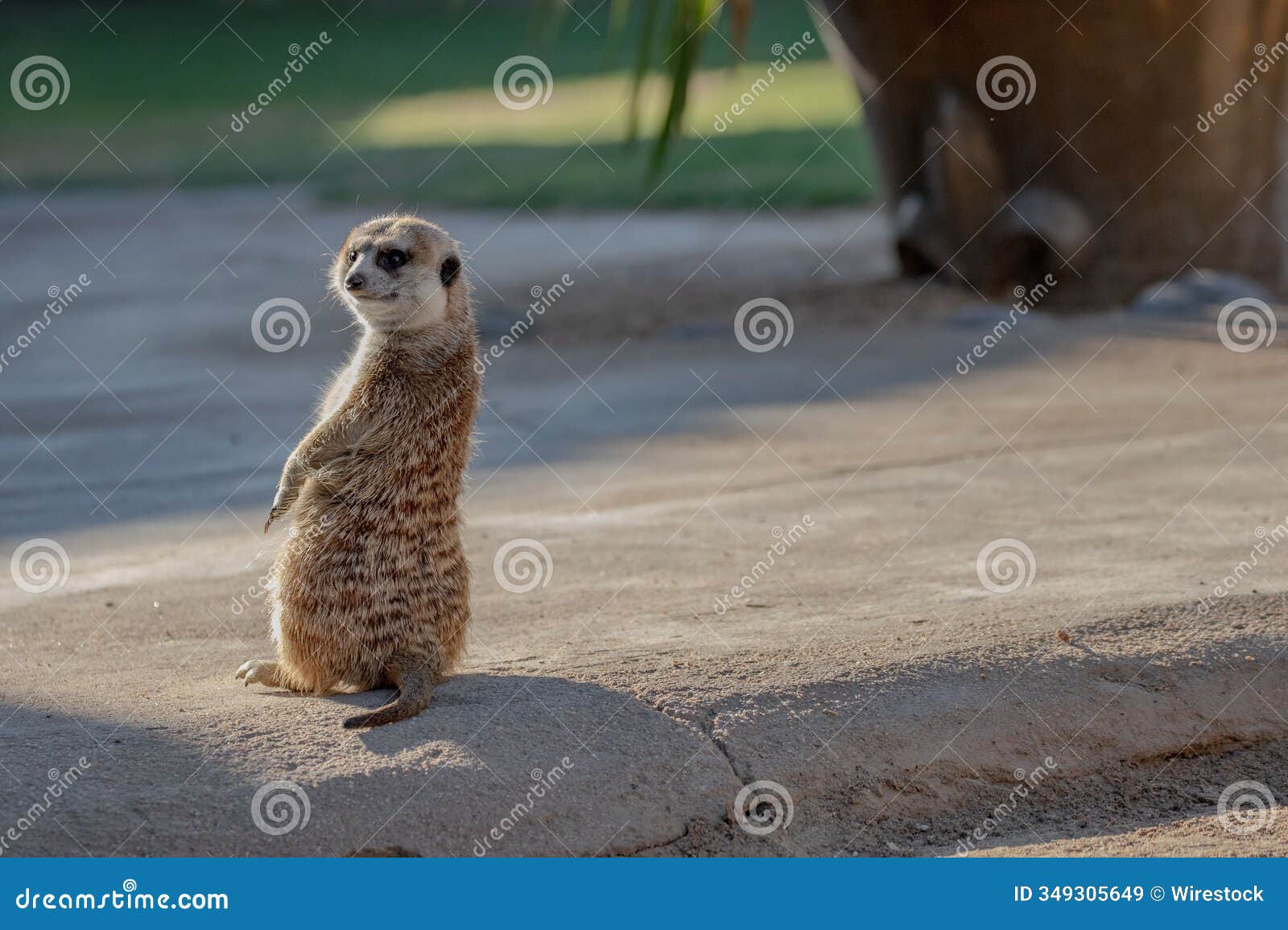 Meerkat Standing Alert in the Sun. Stock Image - Image of standing ...