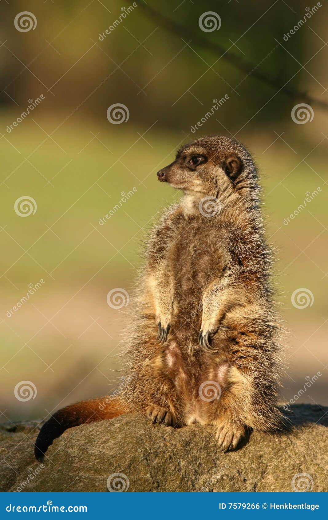 Meerkat standing guard stock photo. Image of meerkat, wildlife - 7579266