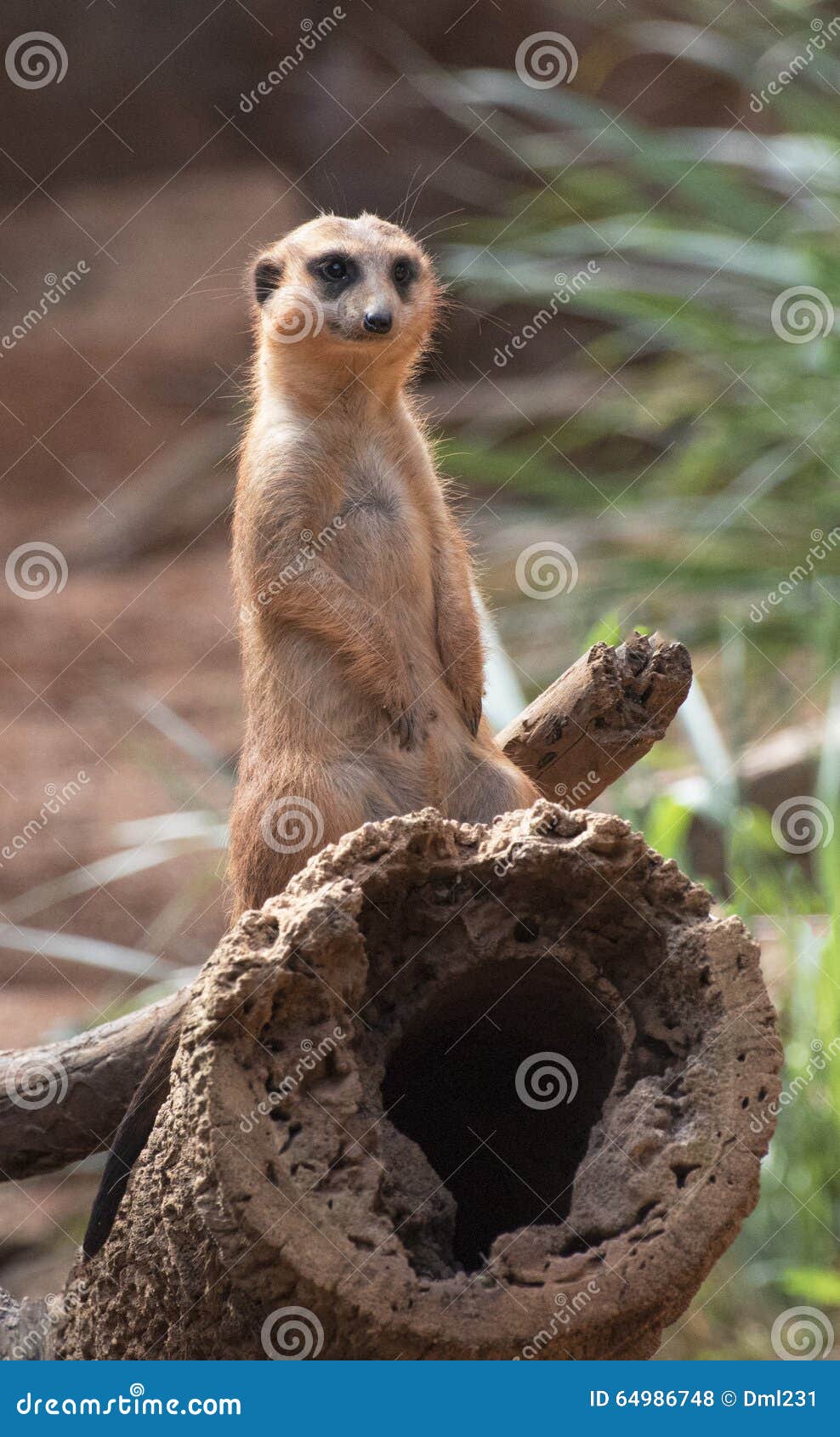 Meerkat Standing Guard stock photo. Image of kalahari - 64986748