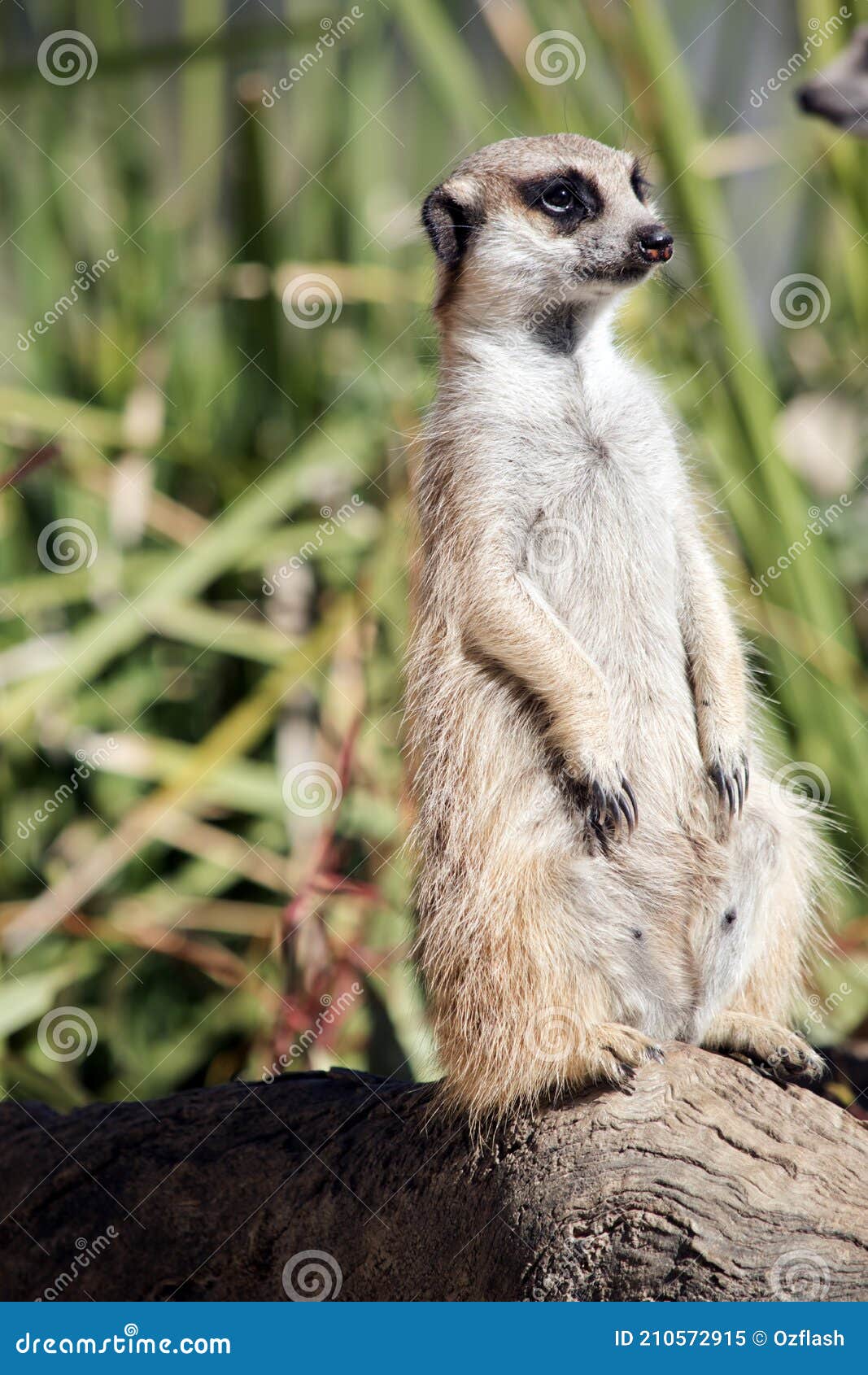 The Meerkat is Standing Guard Checking for Preditors Stock Image ...