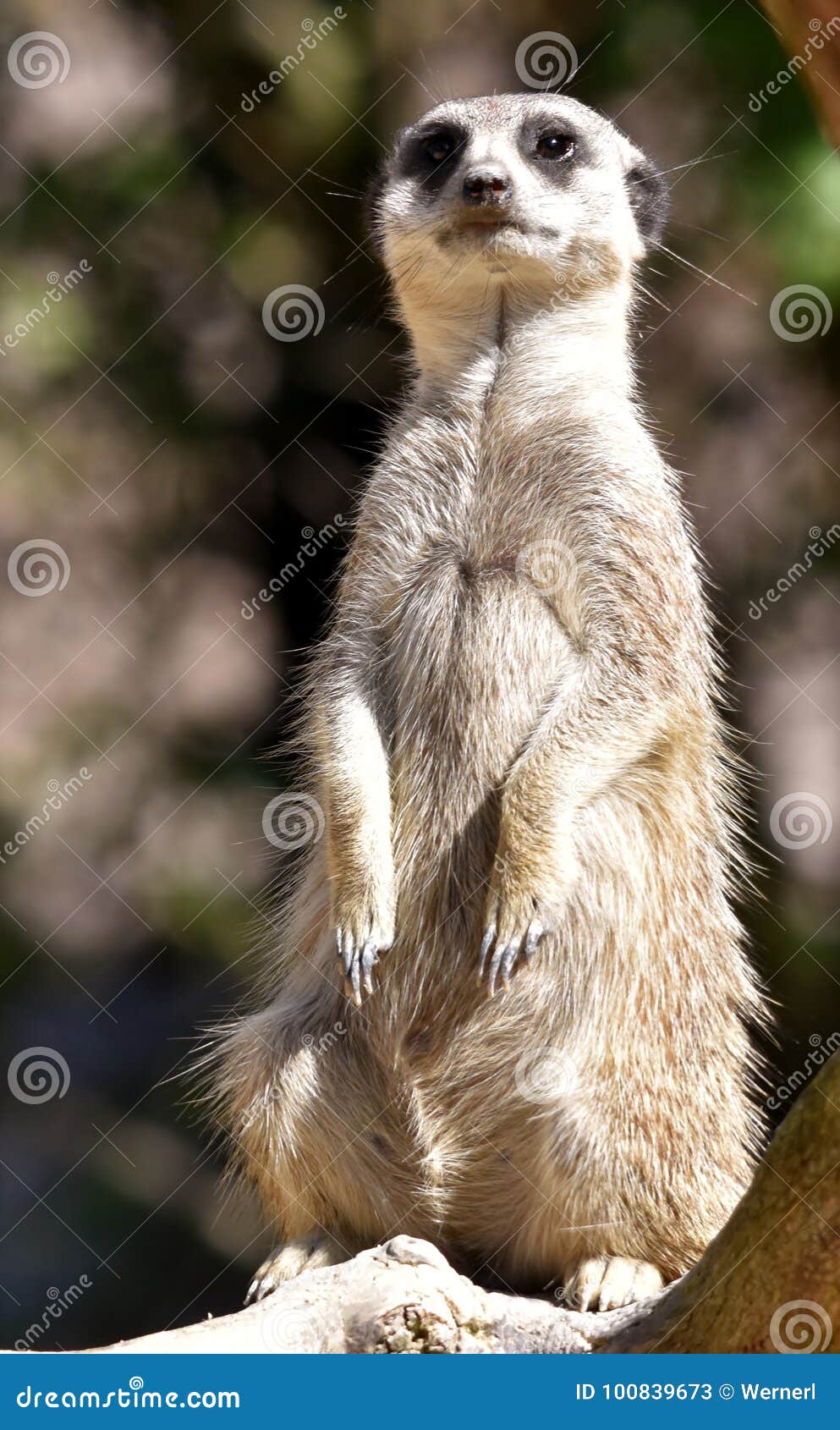 Meerkat standing guard stock image. Image of meerkat - 100839673