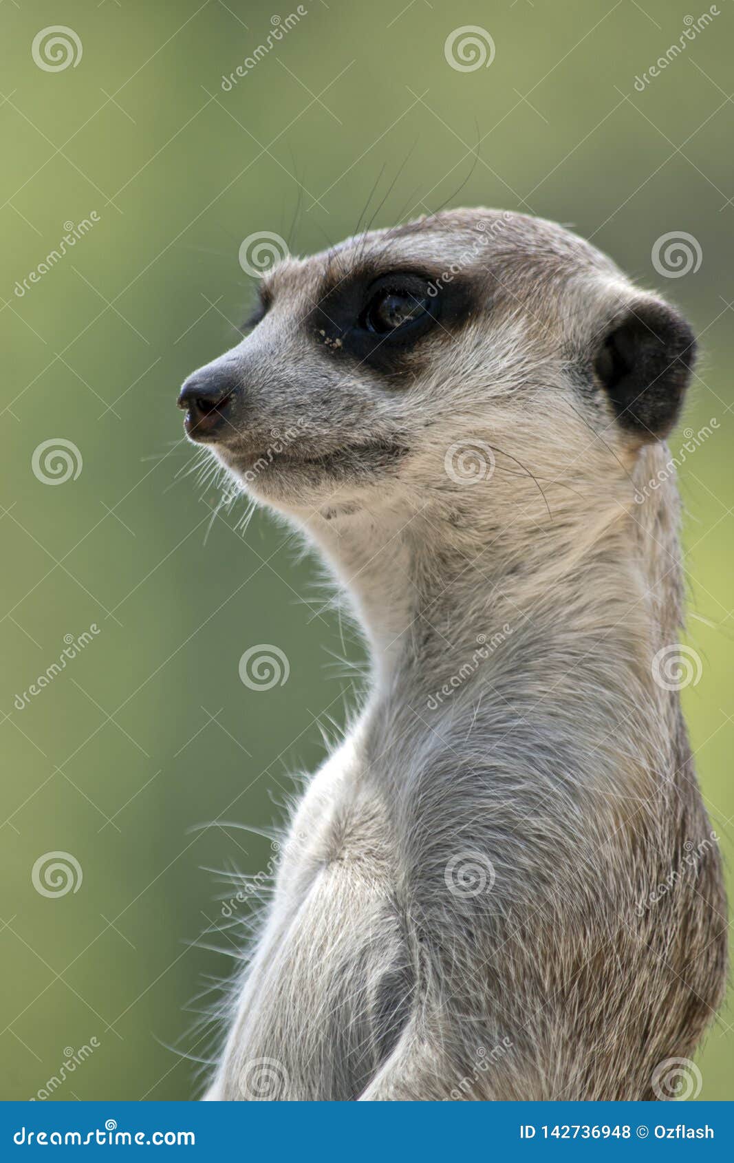 The Meerkat is Standing Guard Stock Photo - Image of predator, mongoose ...