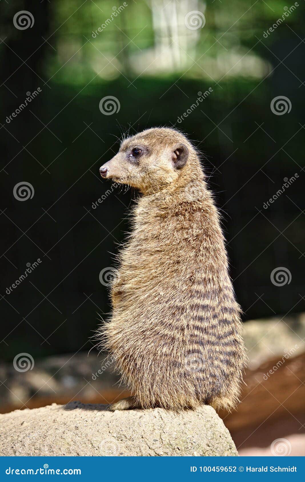 Meerkat Standing Guard Over Its Colony Stock Photo - Image of cute ...