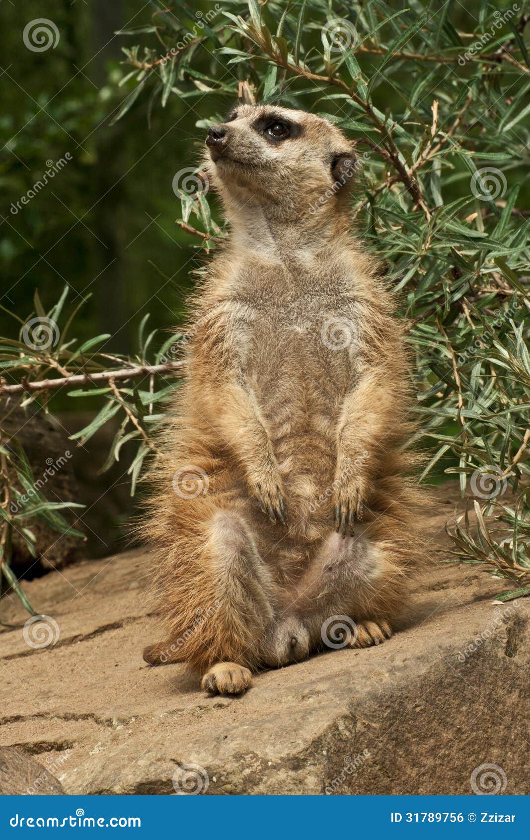 Meerkat standing guard stock photo. Image of attentive - 31789756