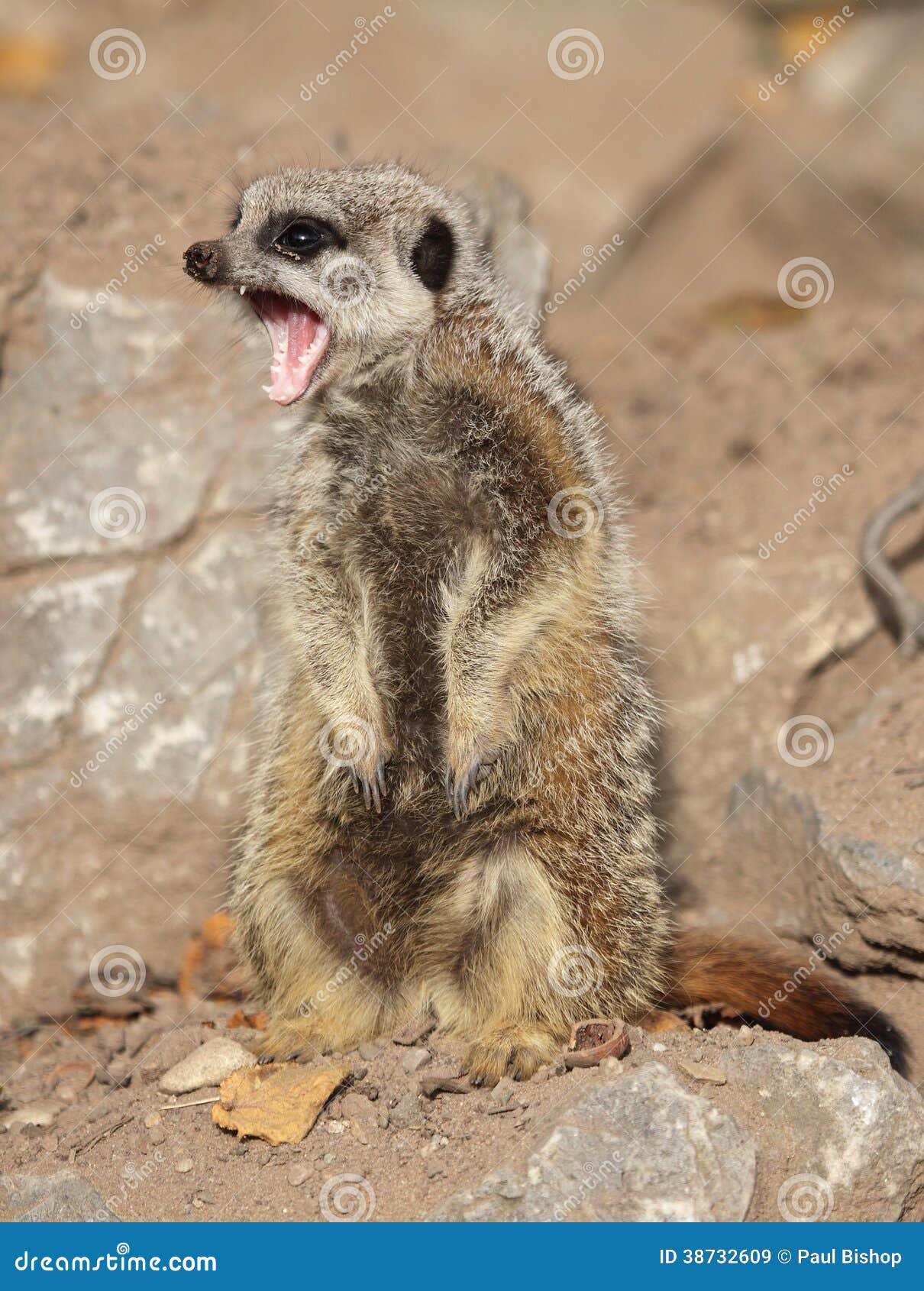 Meerkat stock image. Image of open, mouth, animal, calling - 38732609