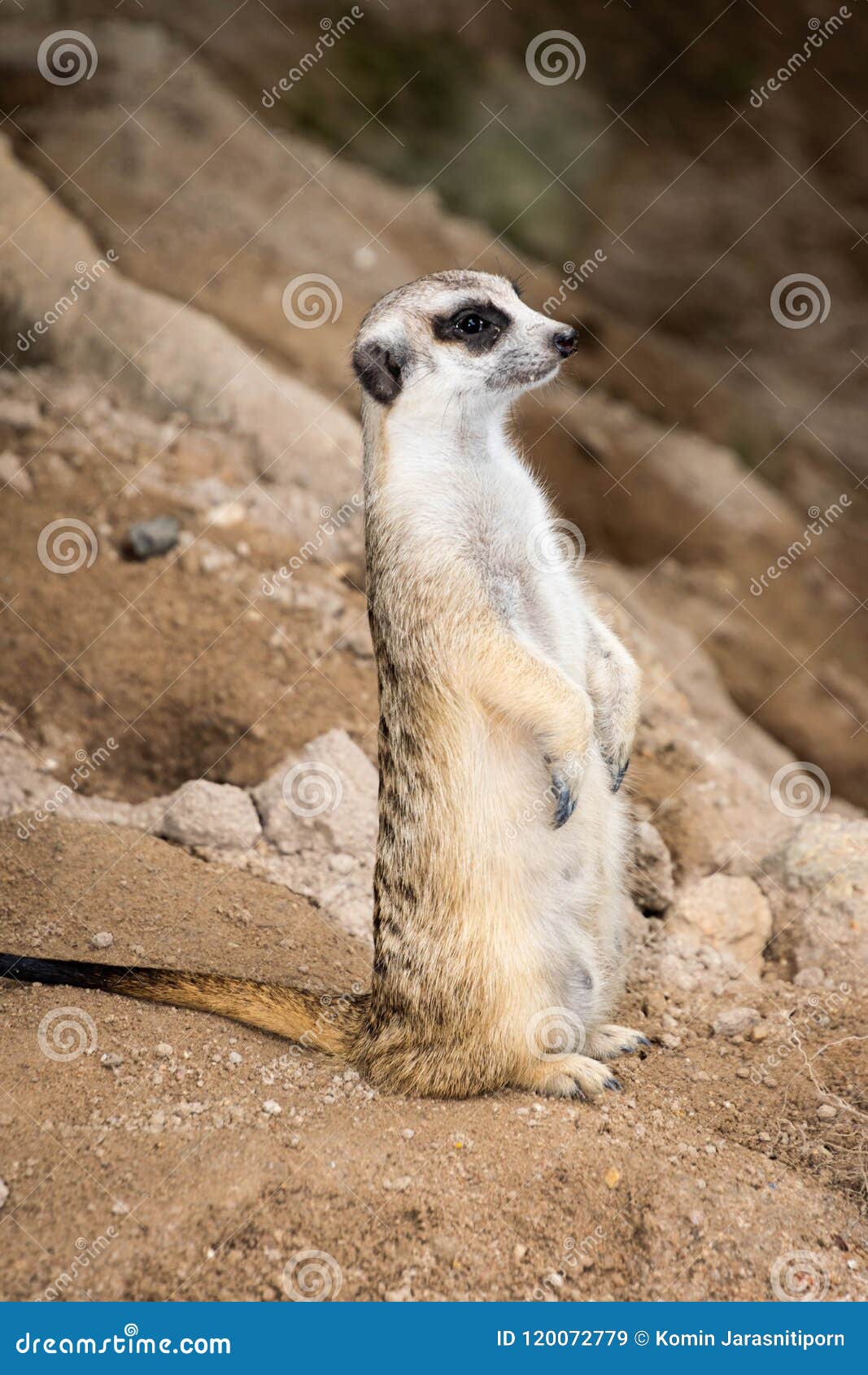Meerkat standing. stock image. Image of creature, park - 120072779