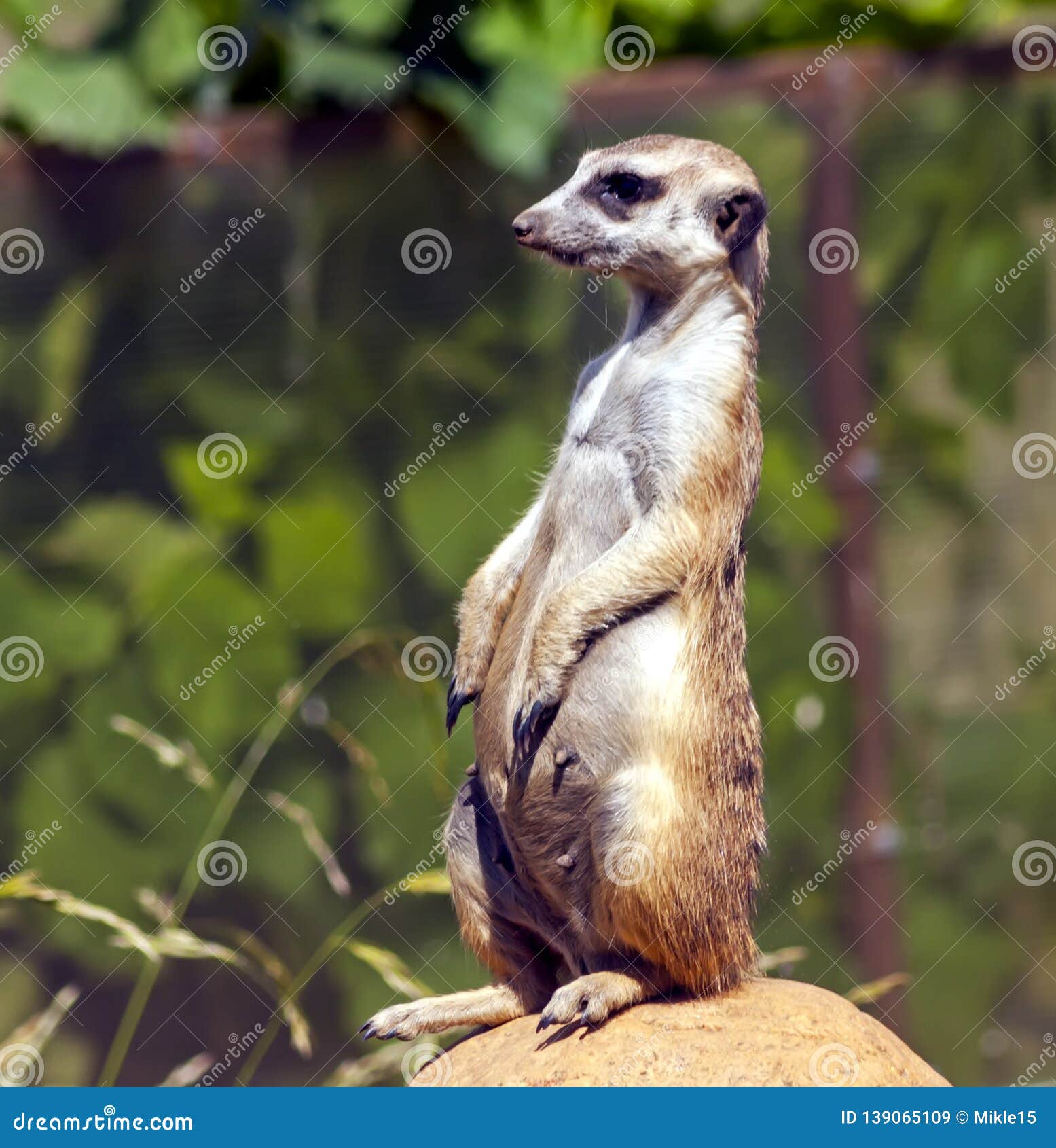 The meerkat standing stock image. Image of background - 139065109