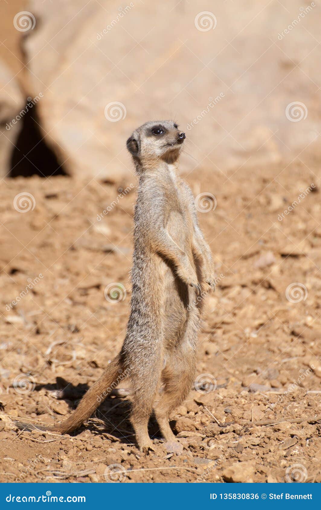 Meerkat stock photo. Image of looking, hanging, cute - 135830836