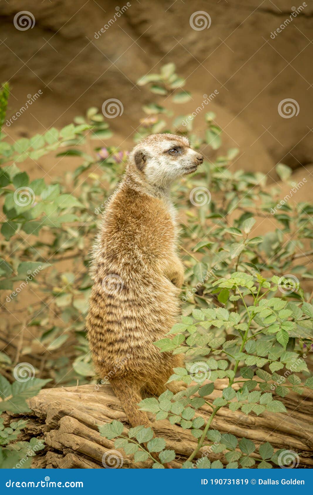 Meerkat Standing Up Alert on Back Feet Stock Image - Image of suricata ...