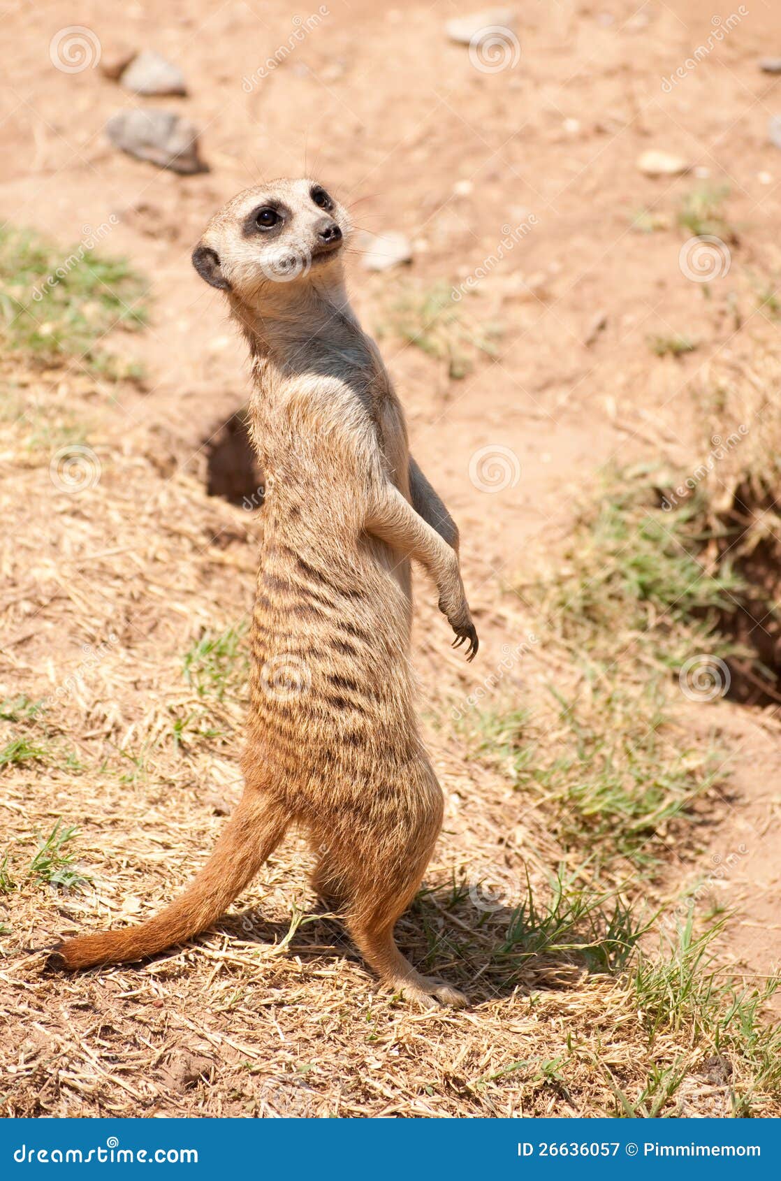 Meerkat standing up stock image. Image of alert, diurnal - 26636057