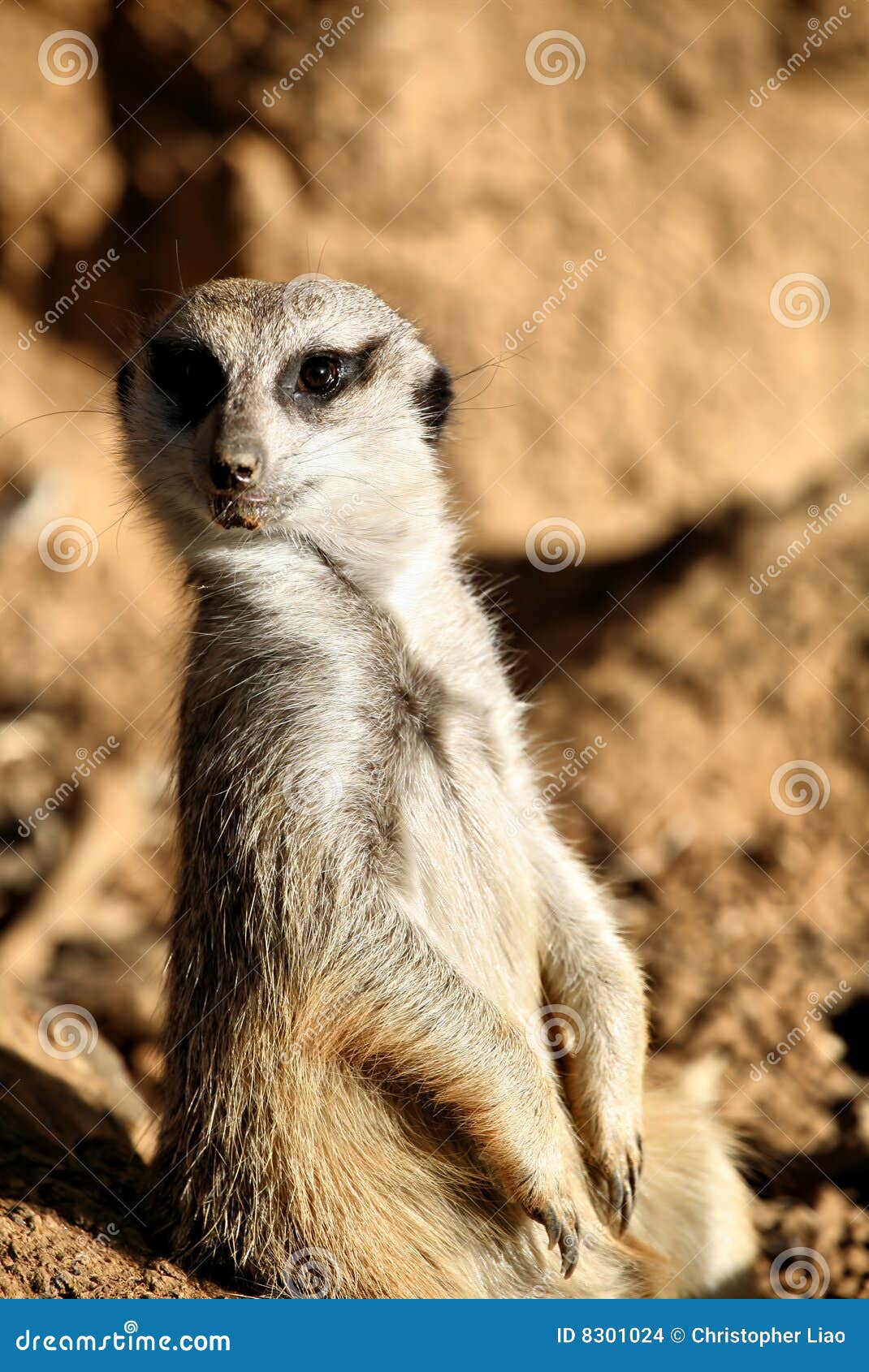 Meerkat Standing up stock photo. Image of suricata, desert - 8301024