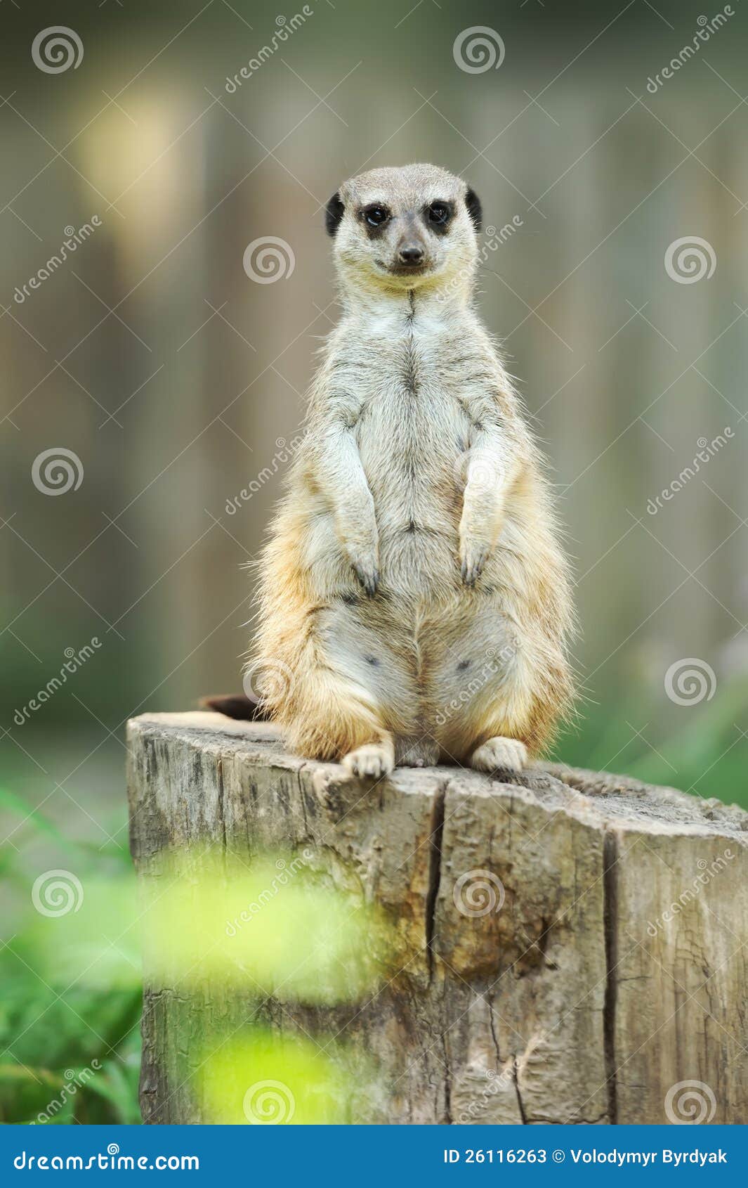 A meerkat standing upright stock image. Image of guard - 26116263