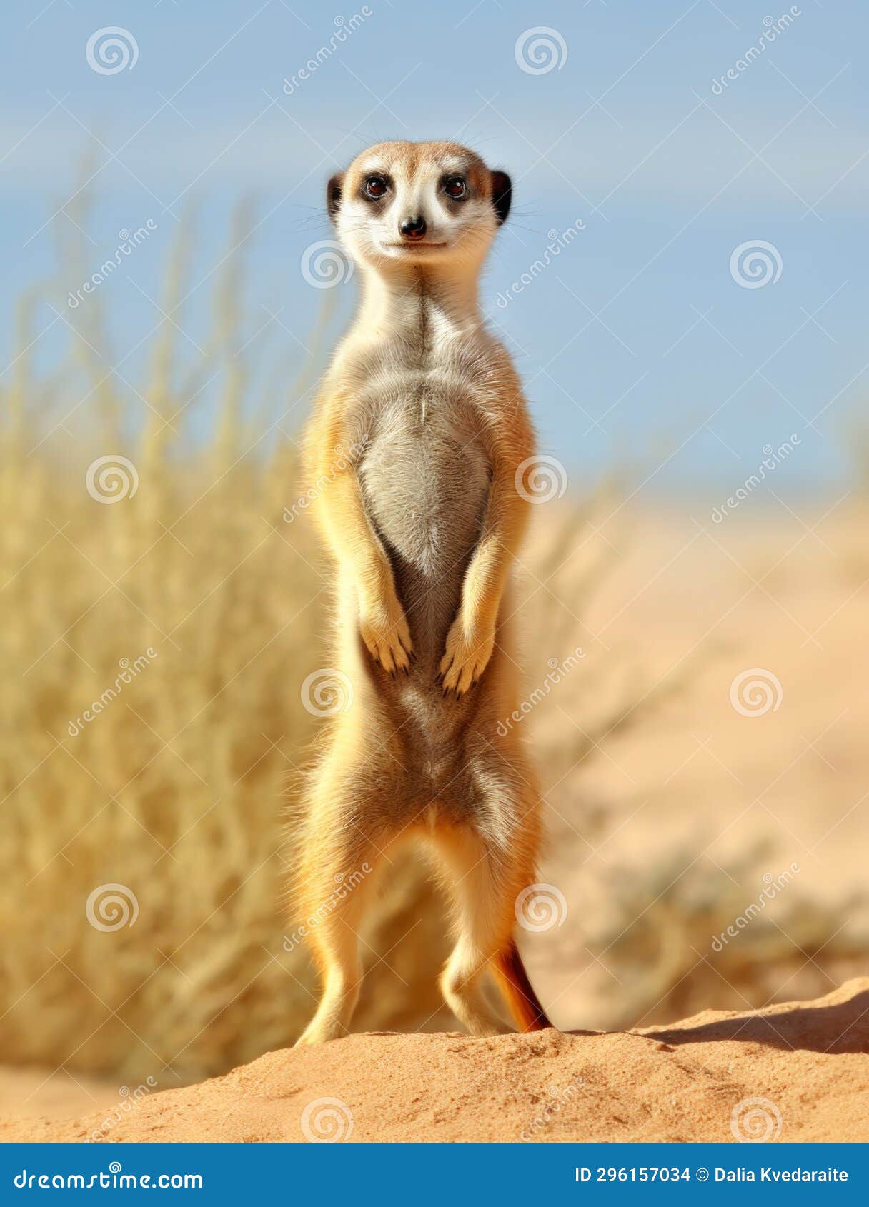 Standing Upright Wad Of 100 Dollar Bills Vector Illustration ...