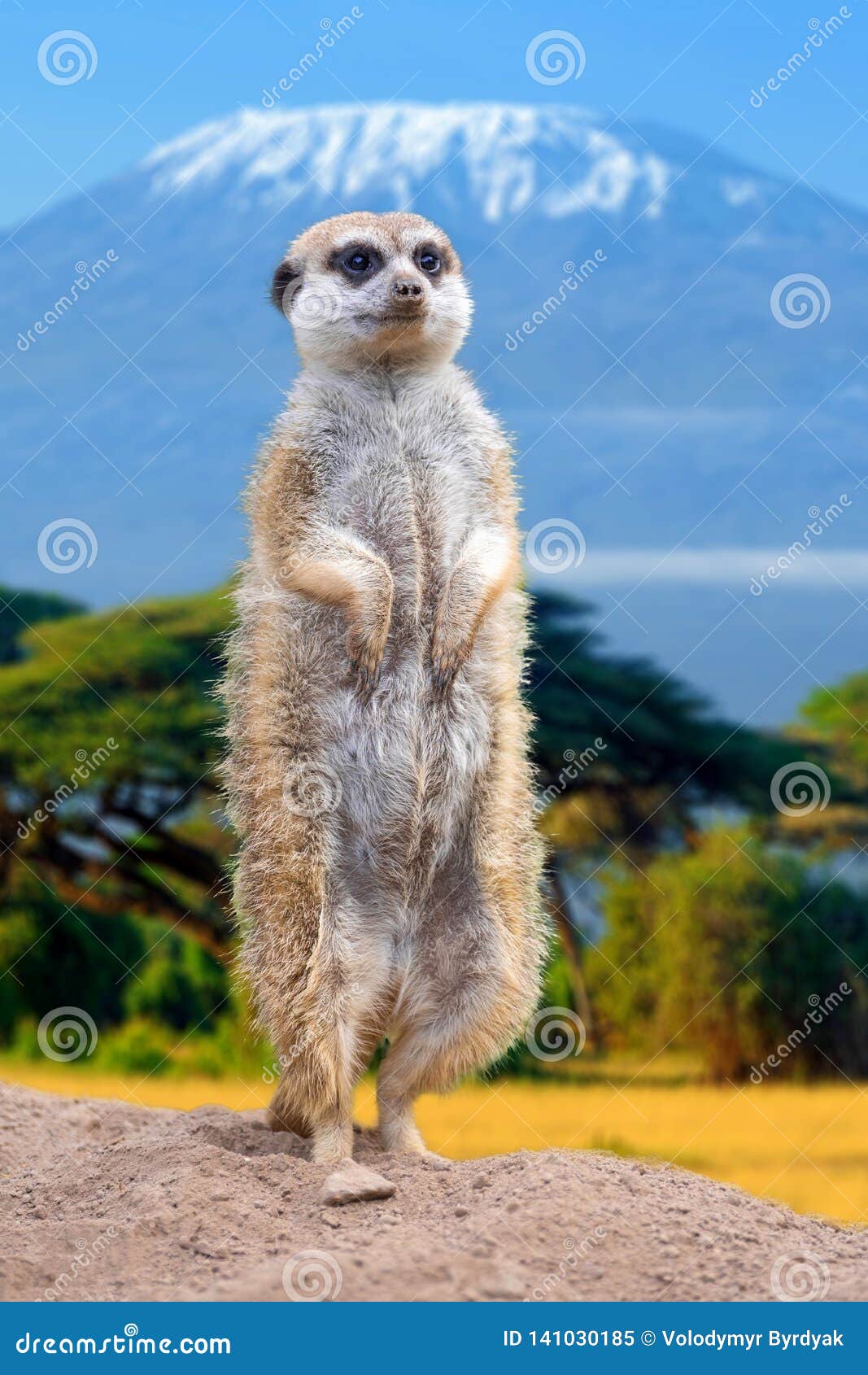 Meerkat standing view stock image. Image of conservation - 141030185