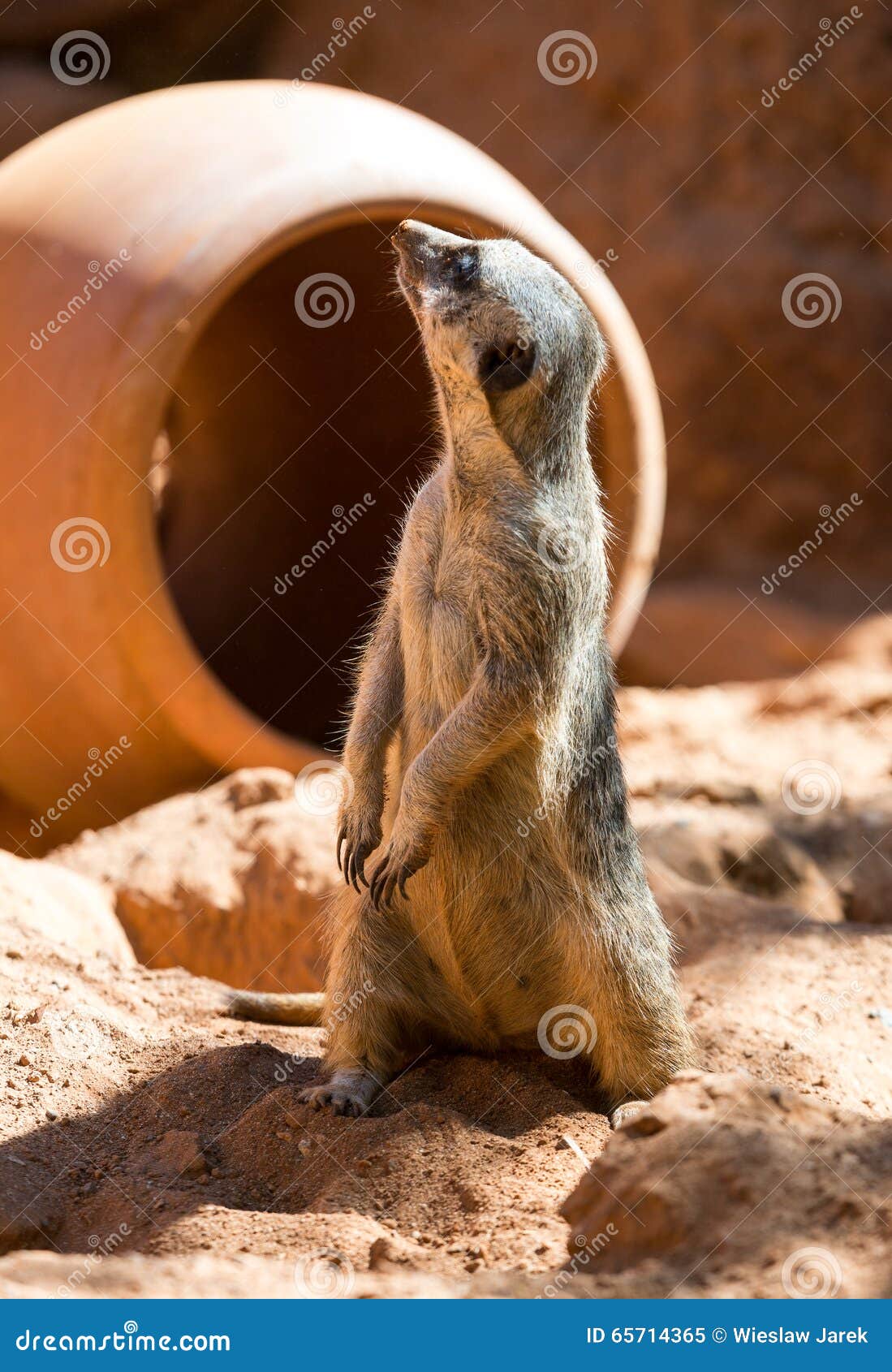 Meerkat stands guard stock image. Image of attention - 65714365