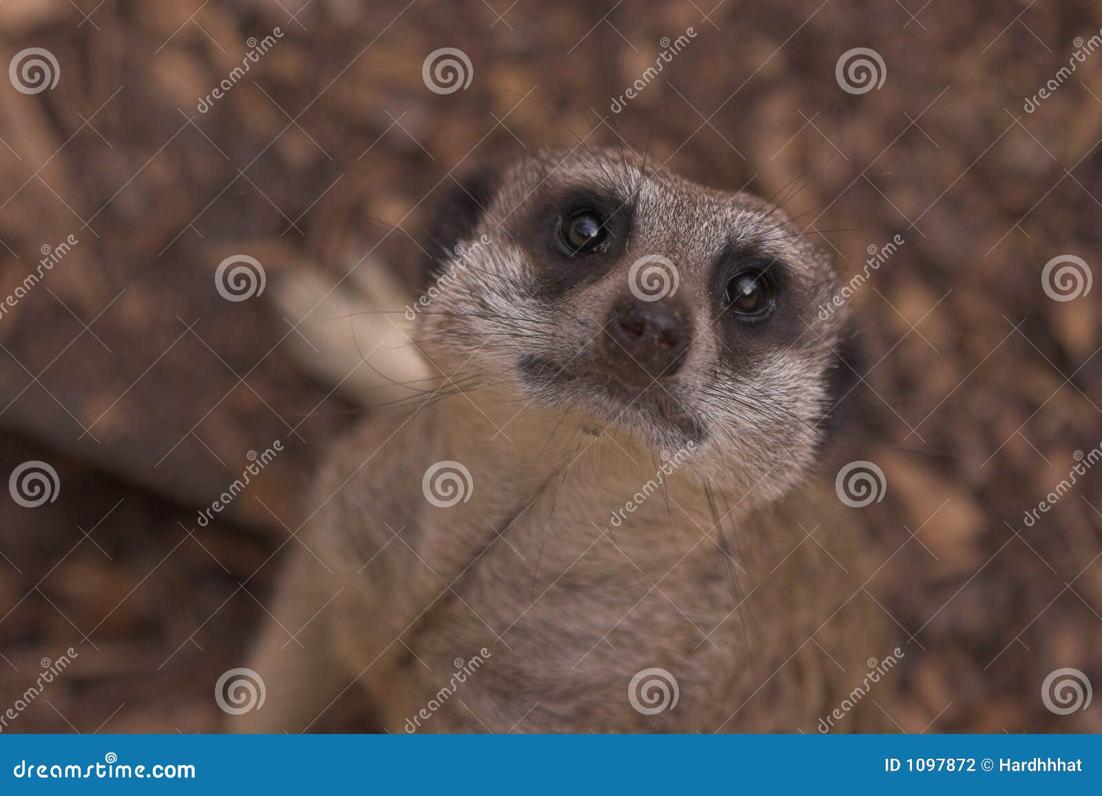 Meerkat Stare stock photo. Image of standing, creature - 1097872
