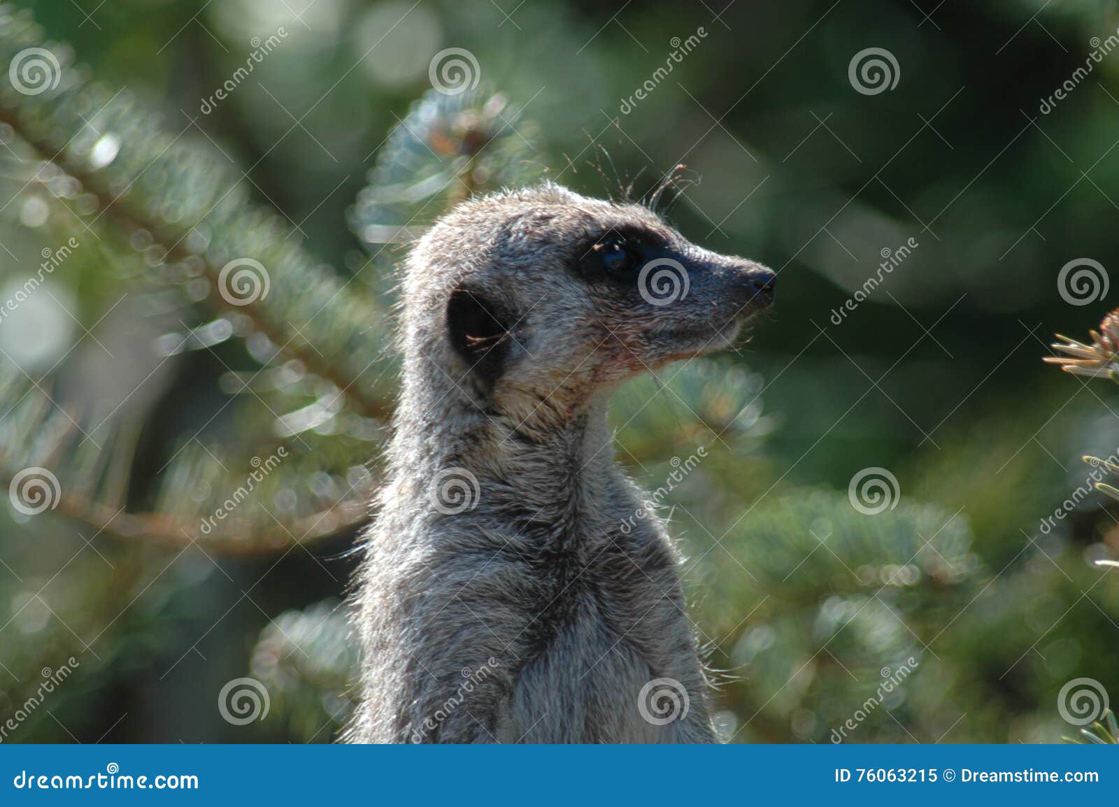 Meerkat stock image. Image of watching, meerkat, stood - 76063215